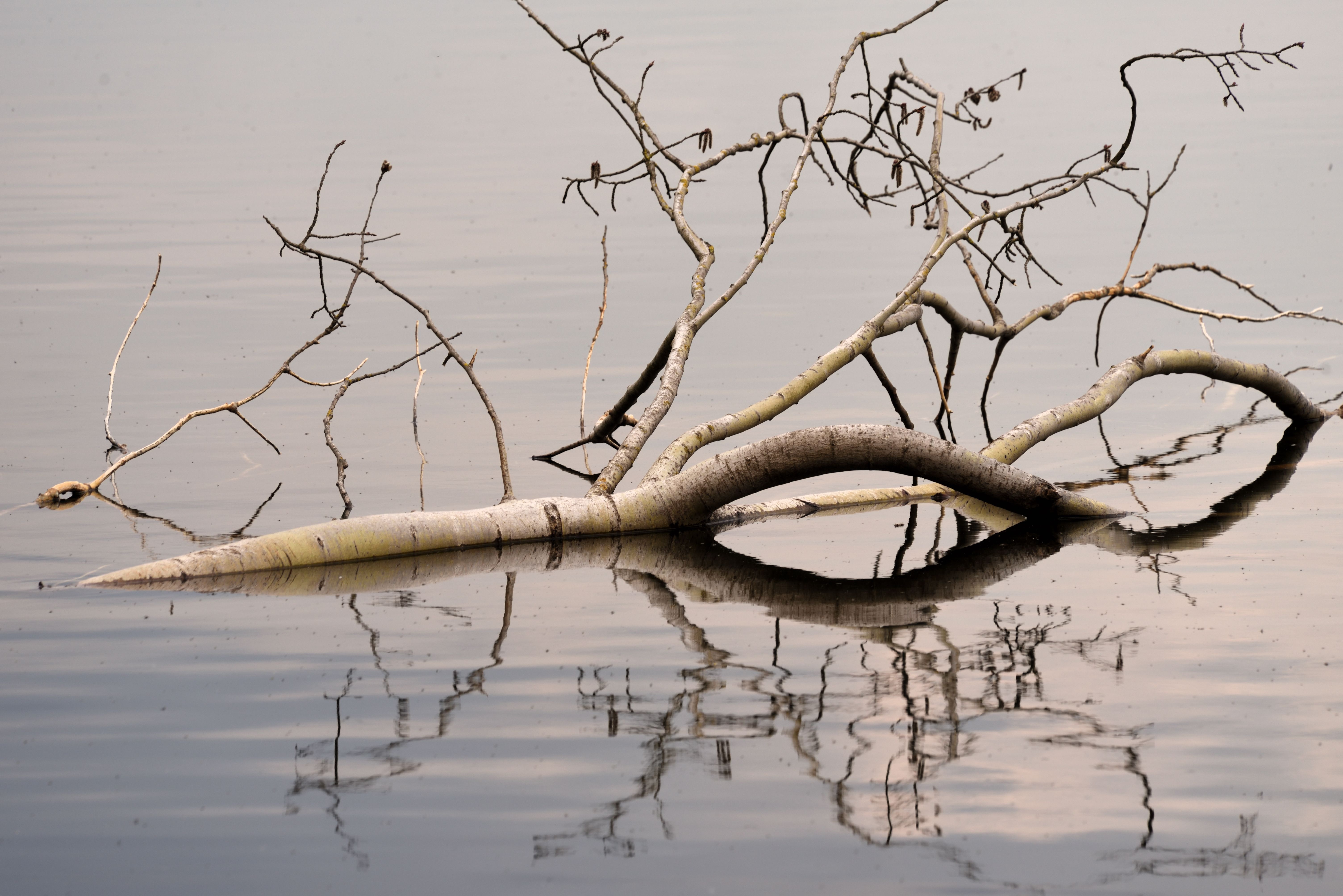 24,953+ Best Free Twigs Stock Photos & Images · 100% Royalty-Free HD ...