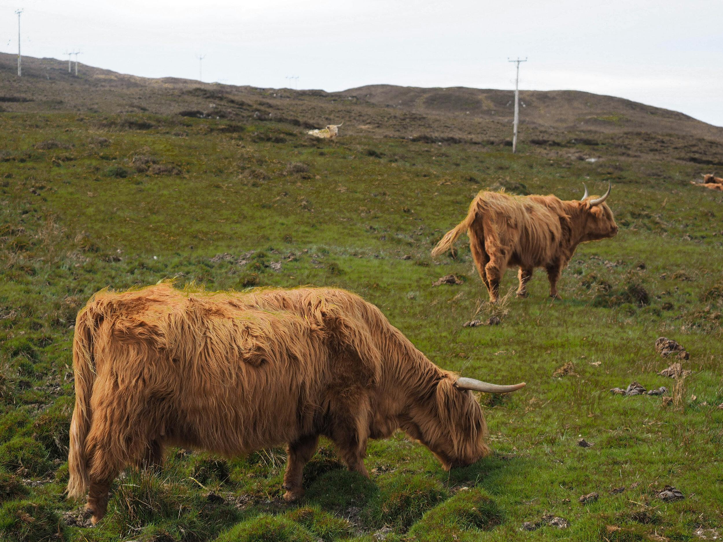 Brown Yak on Green and Brown Grass Field · Free Stock Photo