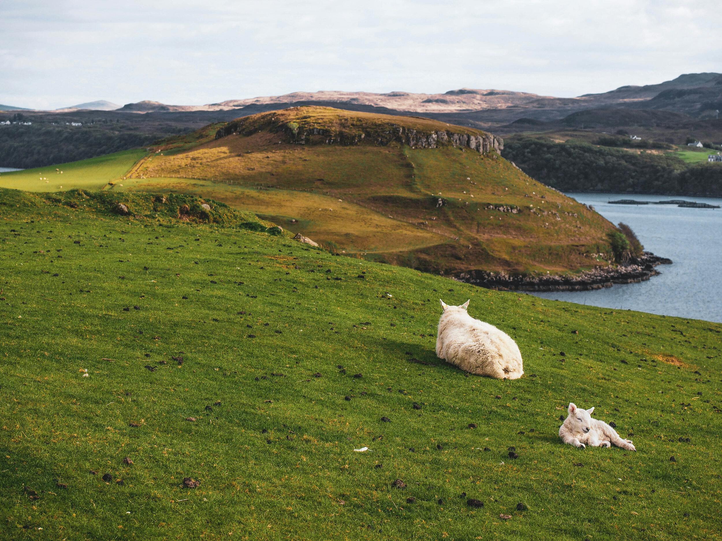 Sheeps resting on Grass · Free Stock Photo