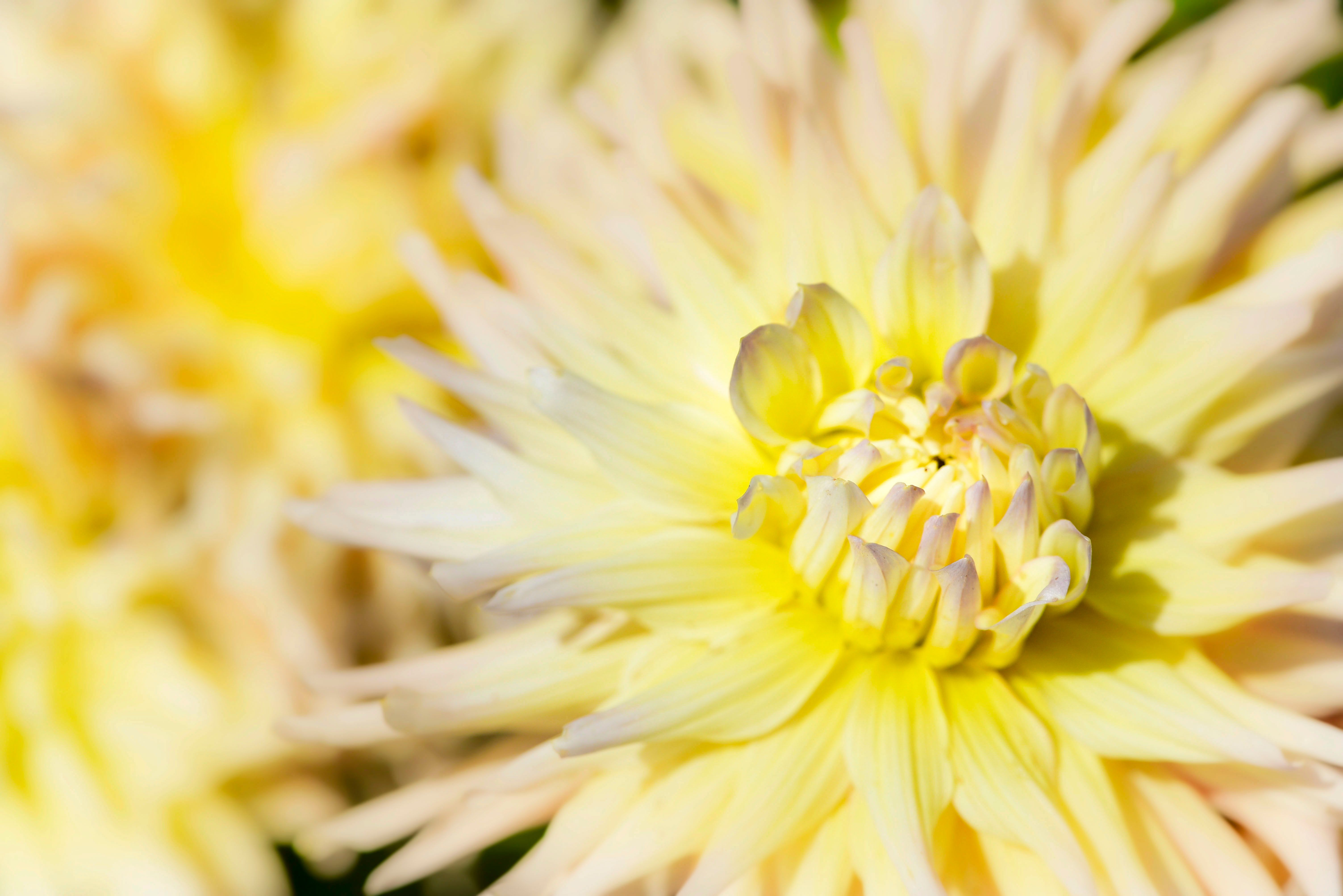 Close-Up Shot of a Dahlia Flower · Free Stock Photo