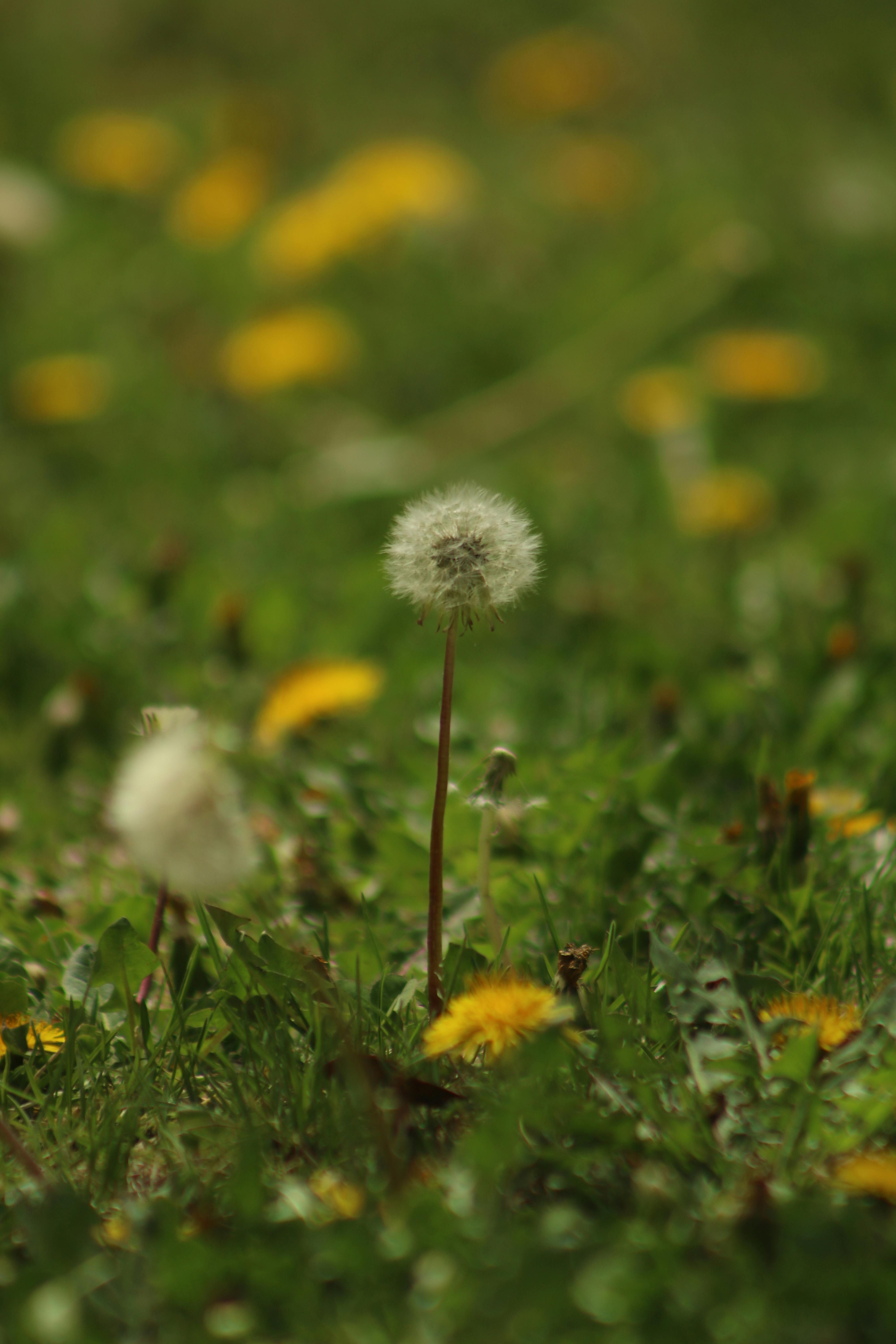 1,087+ Best Free Dandelions Stock Photos & Images · 100% Royalty-Free ...