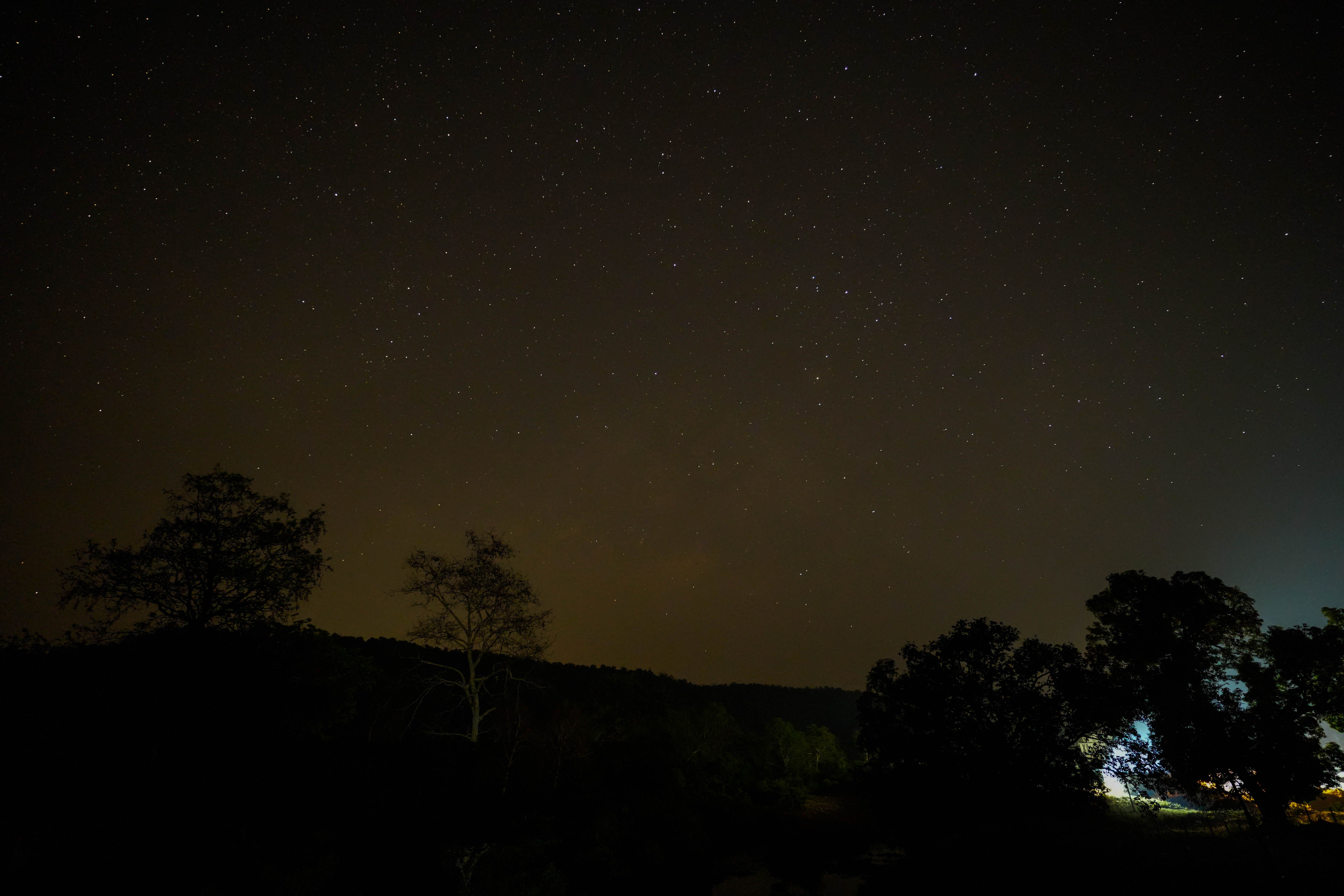 Green Trees during Night Time · Free Stock Photo