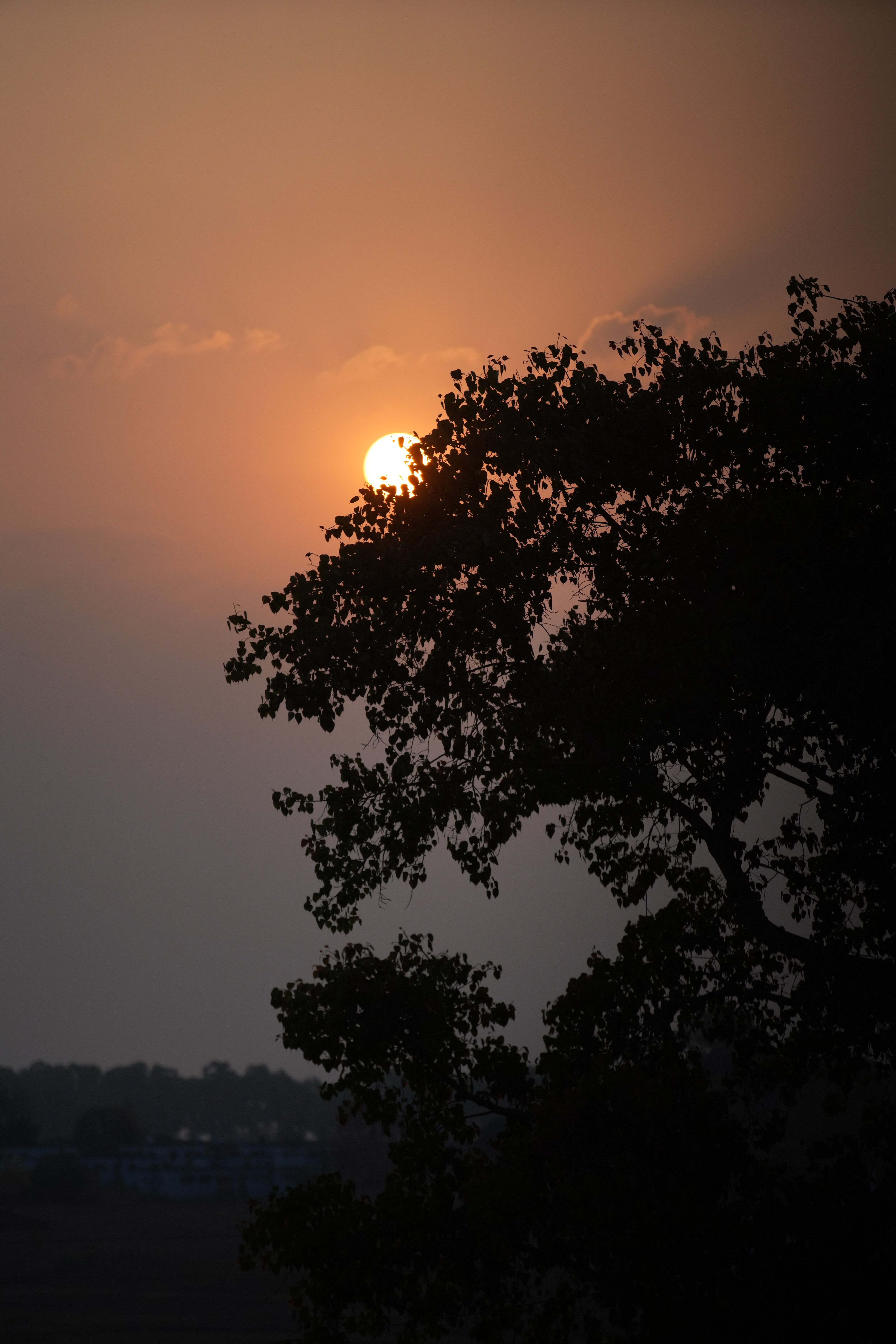 Foto de stock gratuita sobre árbol, bonito, cielo, en silueta, foto de ...
