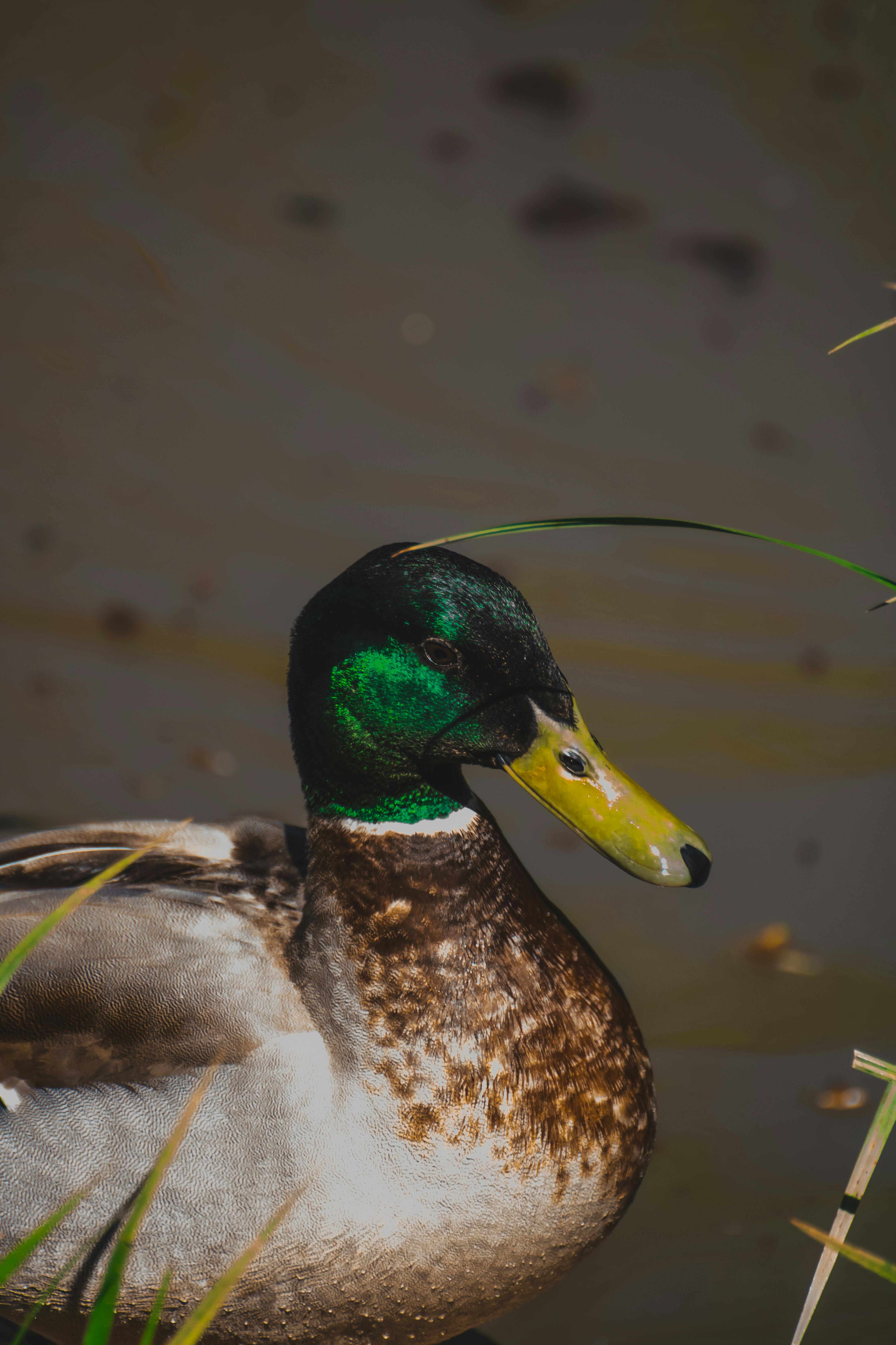 Duck and 6 Ducklings on Concrete Road during Daytime · Free Stock Photo