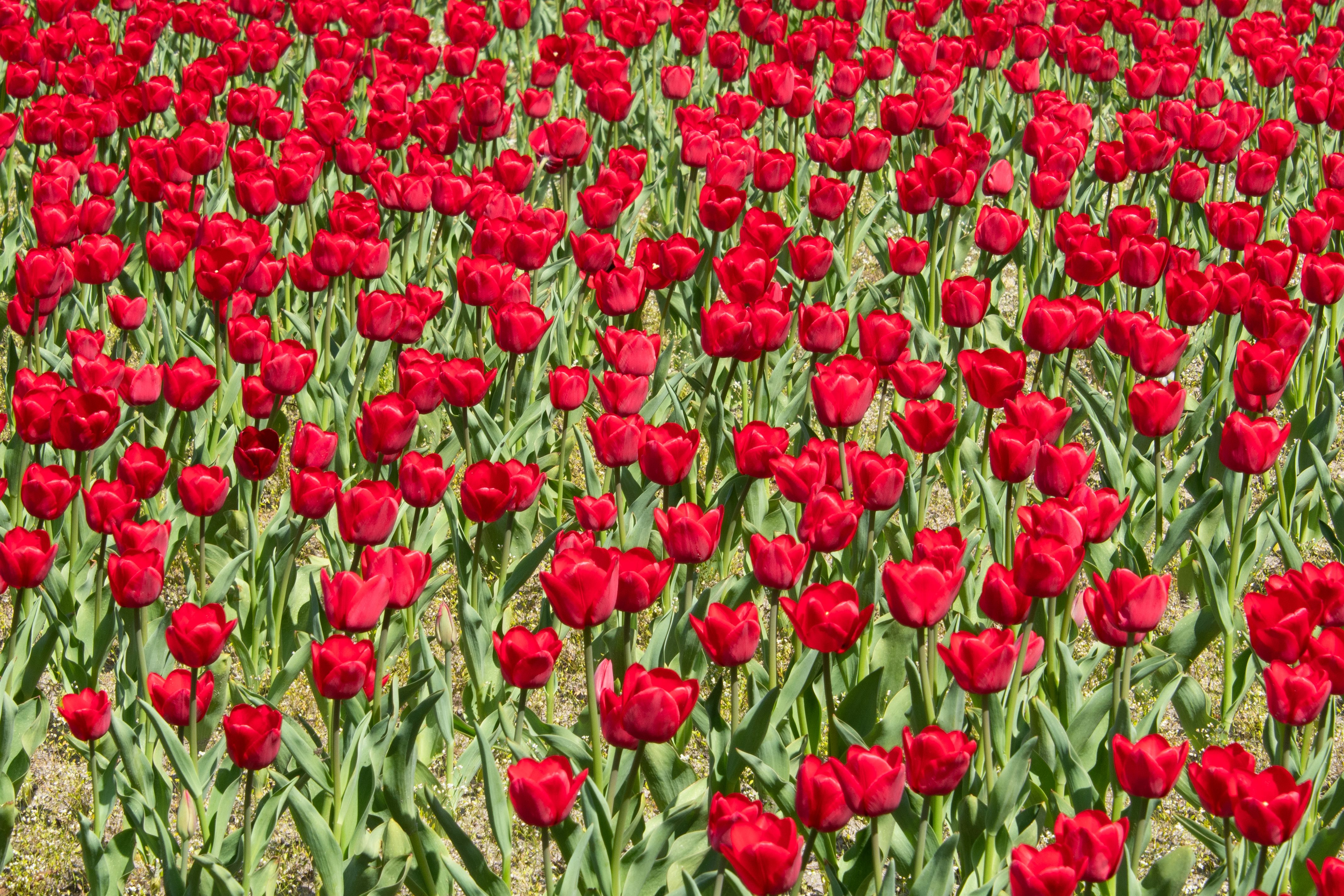 A Field of Red Tulips · Free Stock Photo