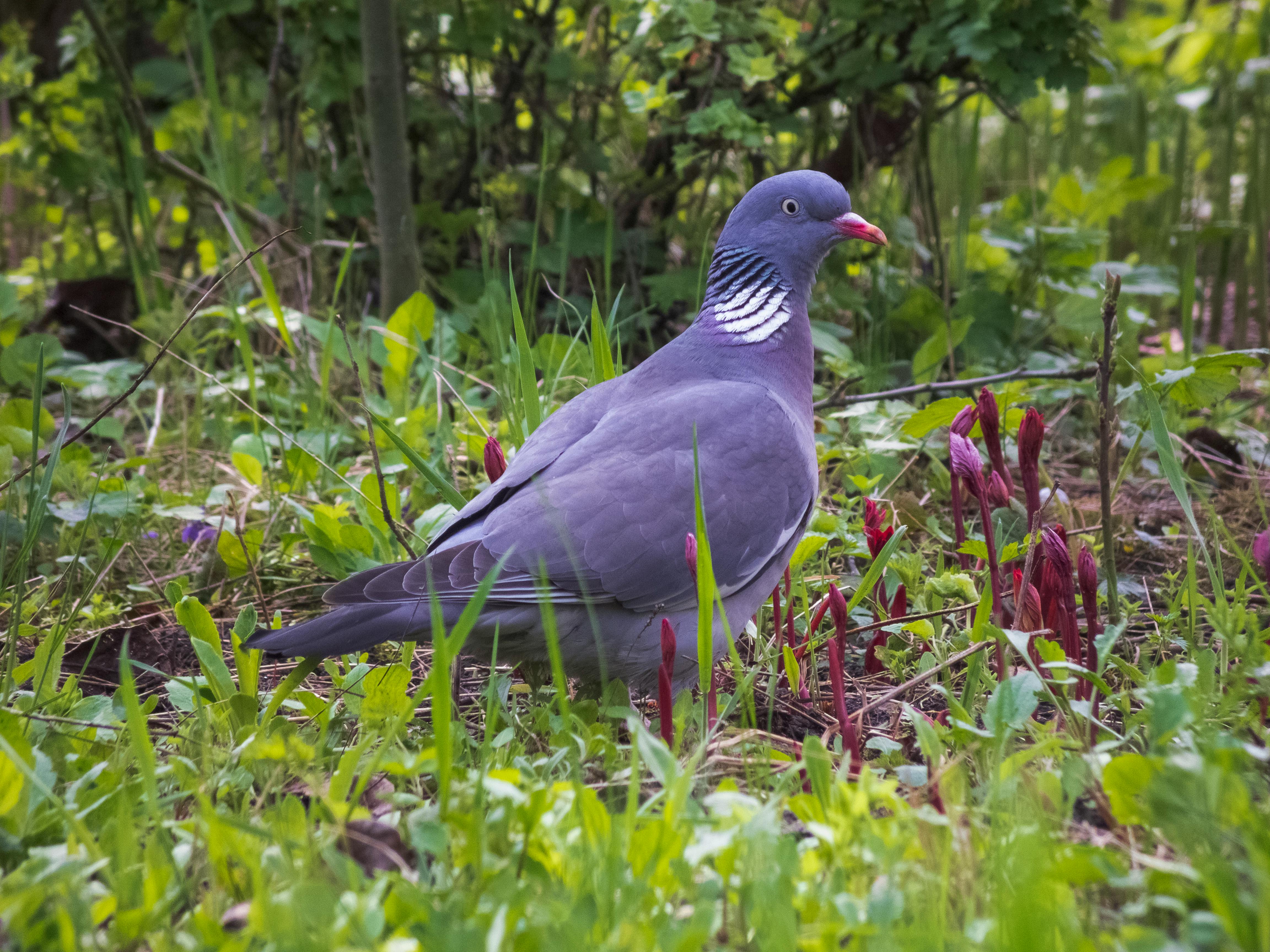Close-Up Shot of a Pigeon · Free Stock Photo