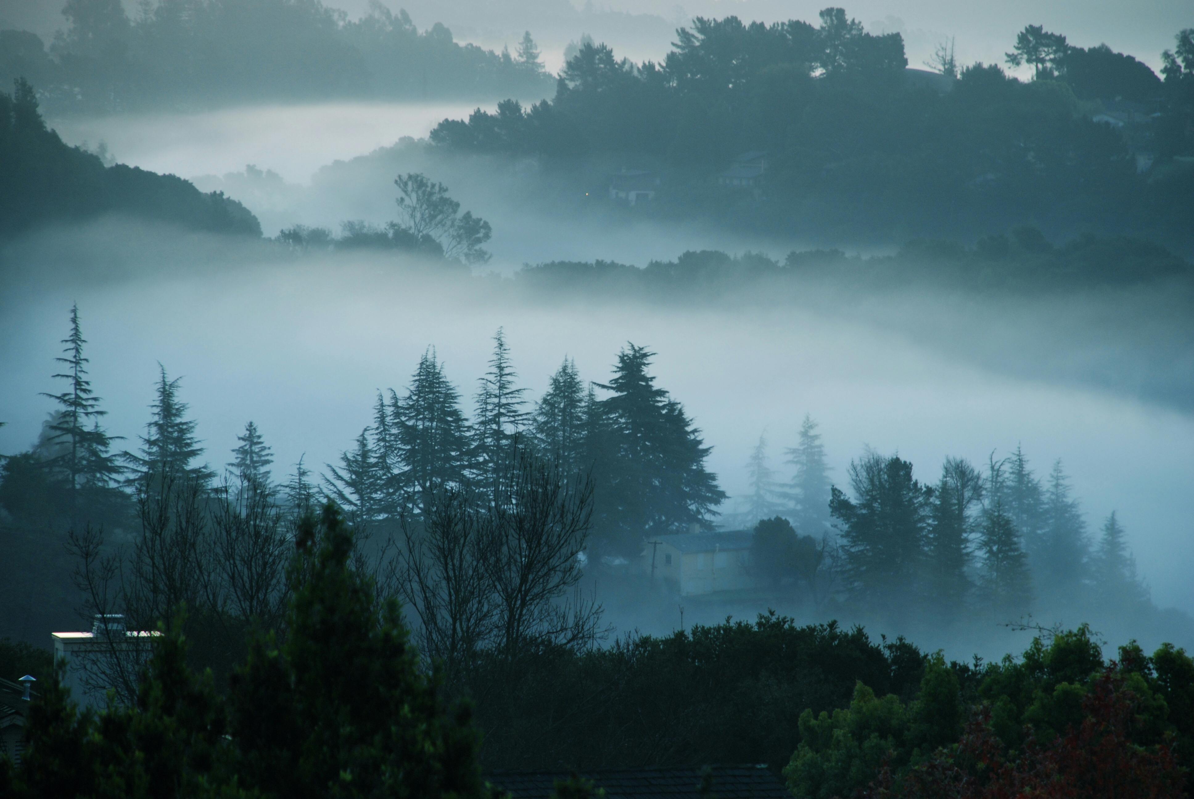Green Trees Covered With Thick Fogs · Free Stock Photo