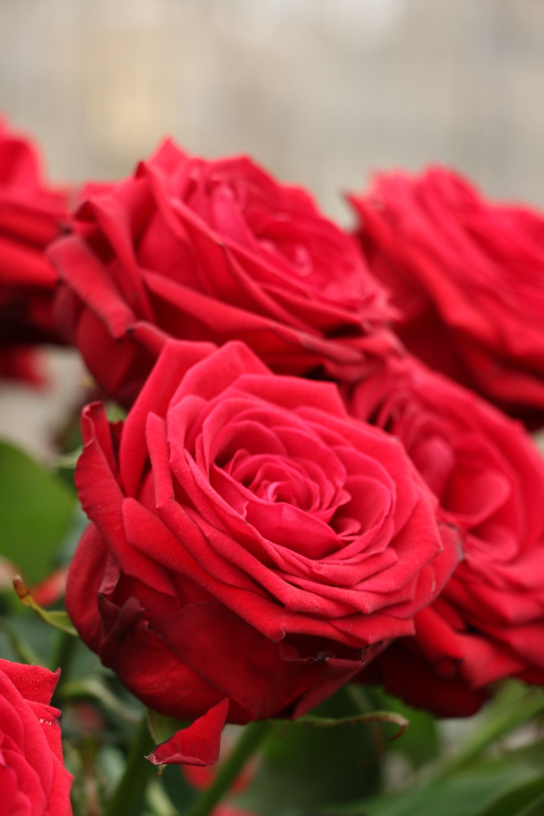 Red Roses in Bloom · Free Stock Photo