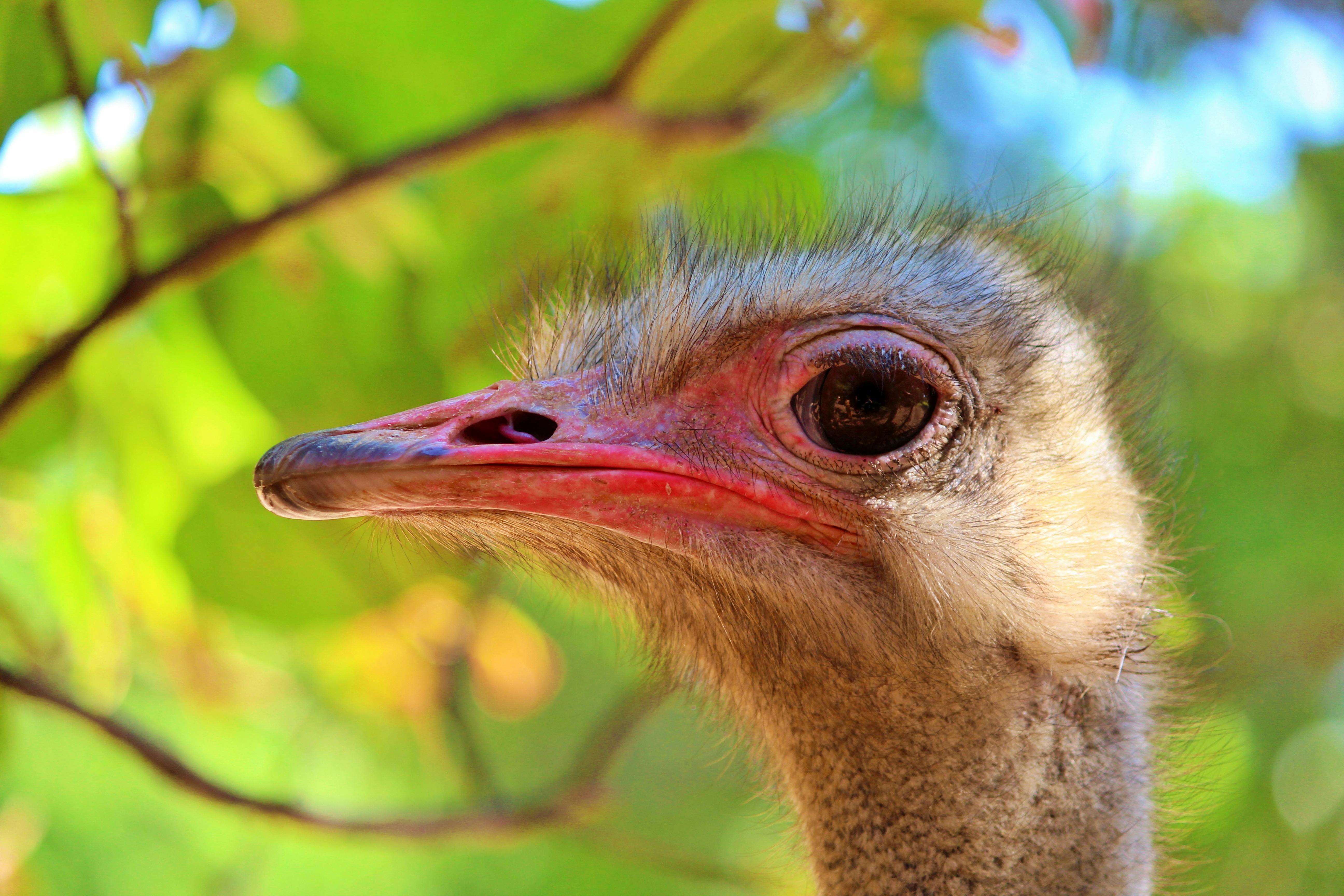 Close-up Photo Of Ostrich · Free Stock Photo