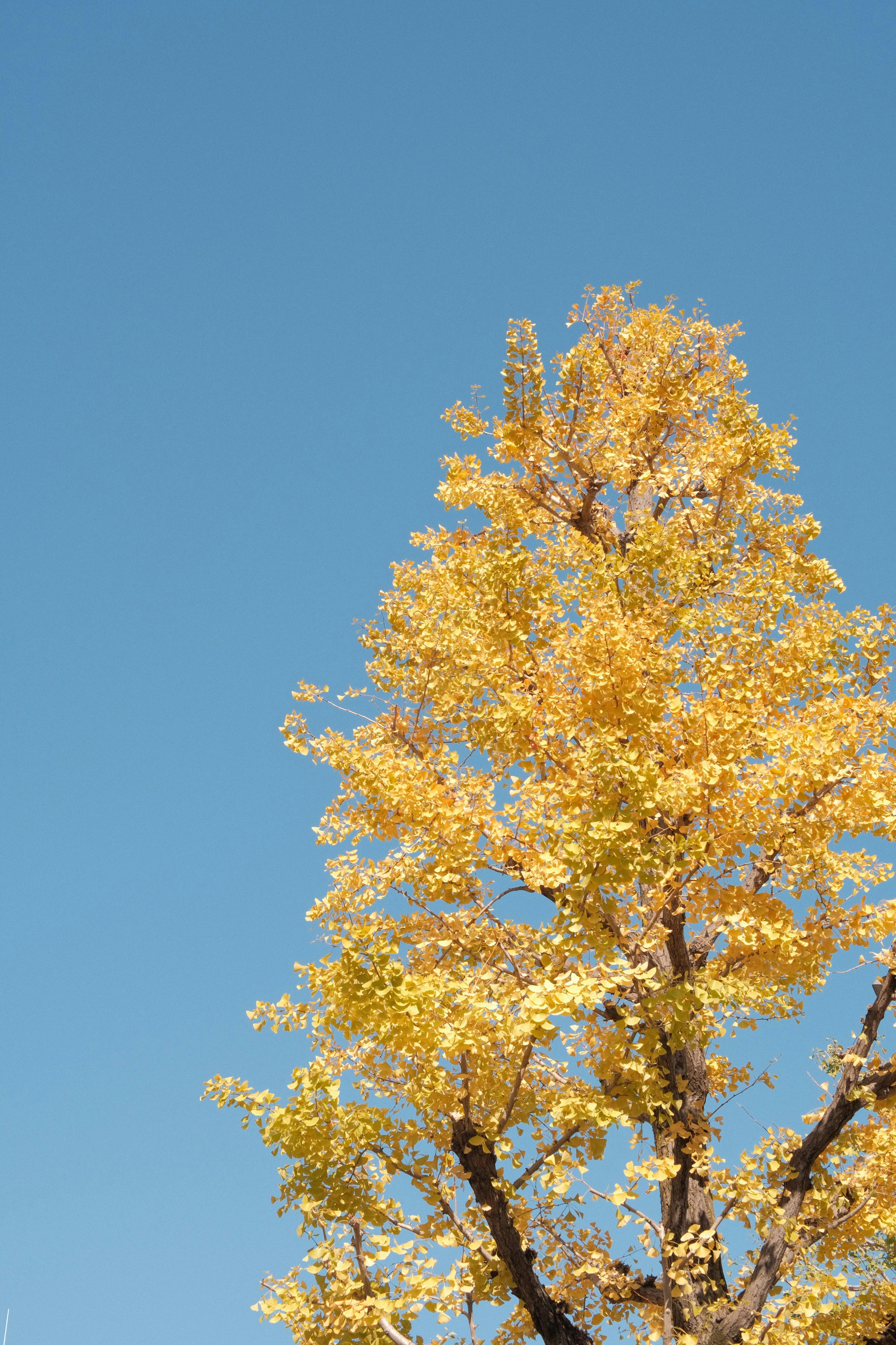 Withered Leaves on a Tree Branch · Free Stock Photo
