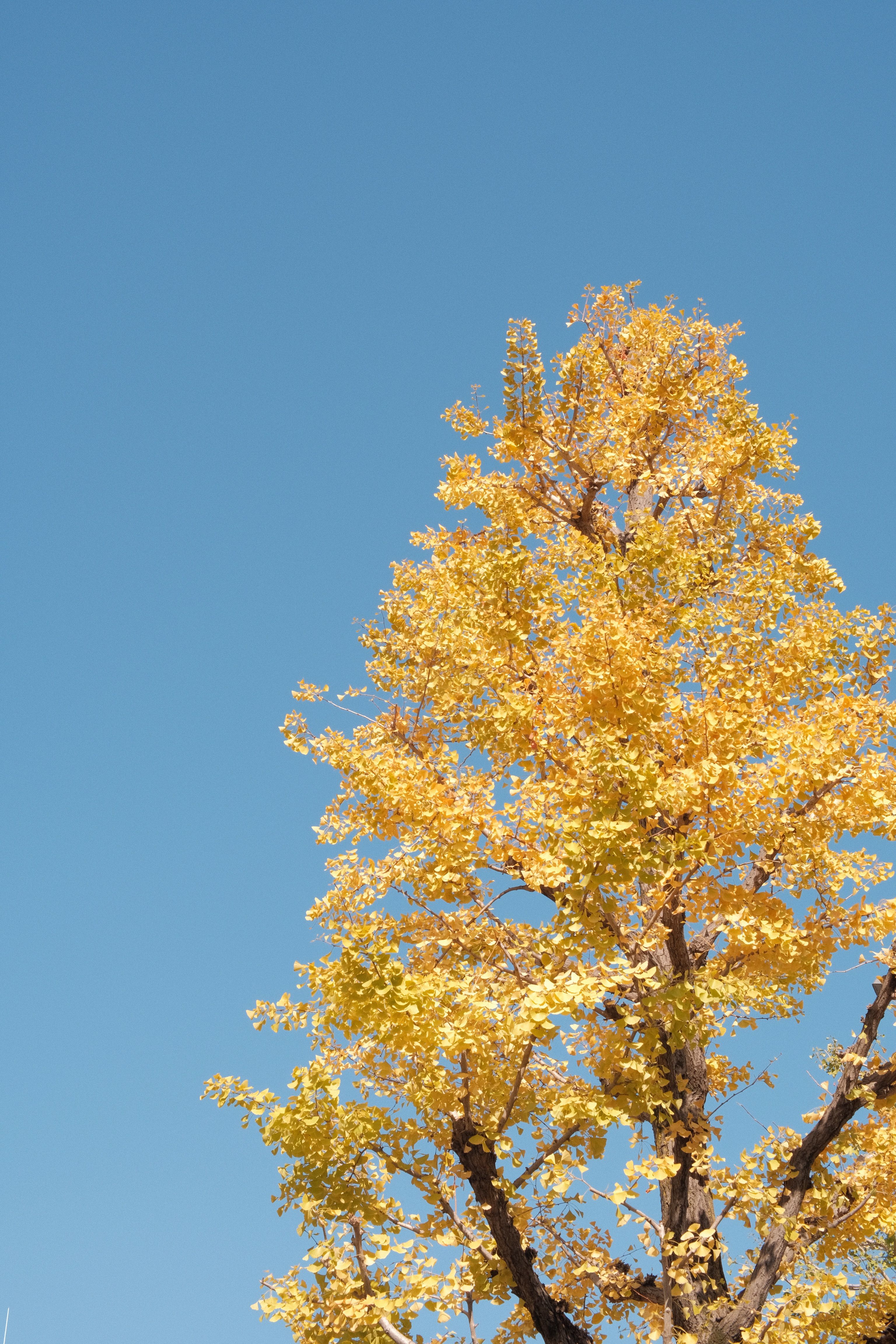 Withered Leaves on a Tree Branch · Free Stock Photo
