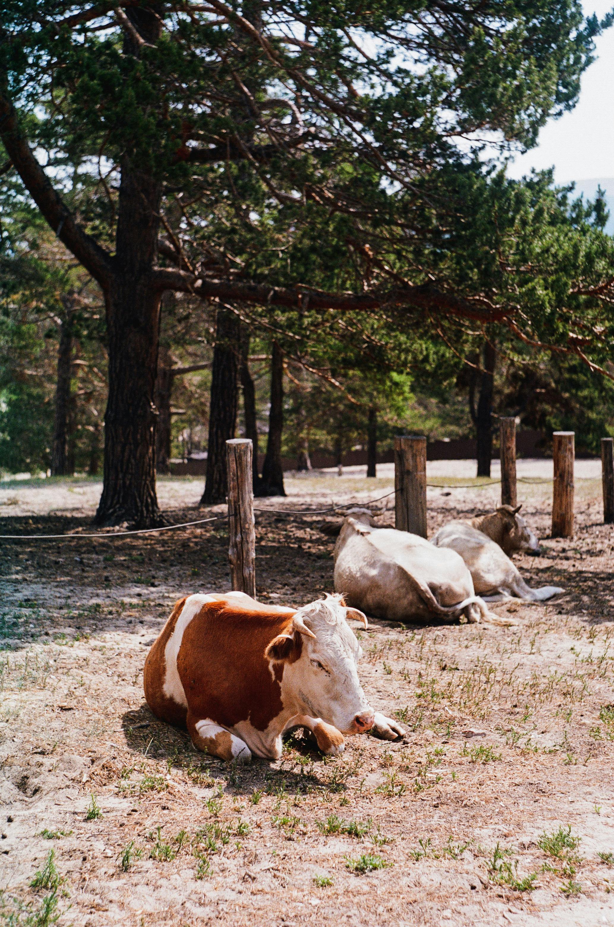 1 Post Cow Shade Photos, Download The BEST Free 1 Post Cow Shade Stock ...