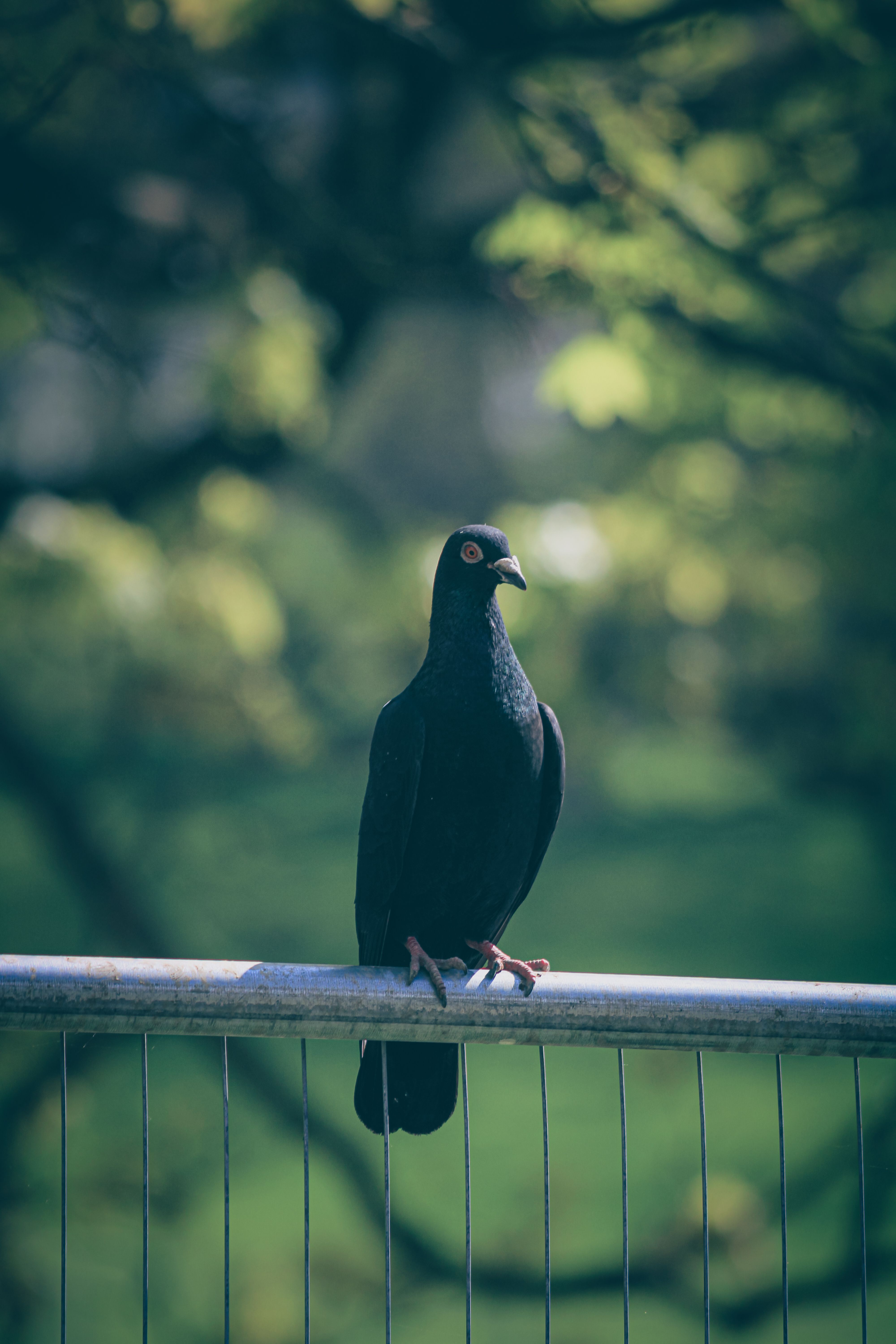 Black Imperial Pigeon Photos, Download The BEST Free Black Imperial ...