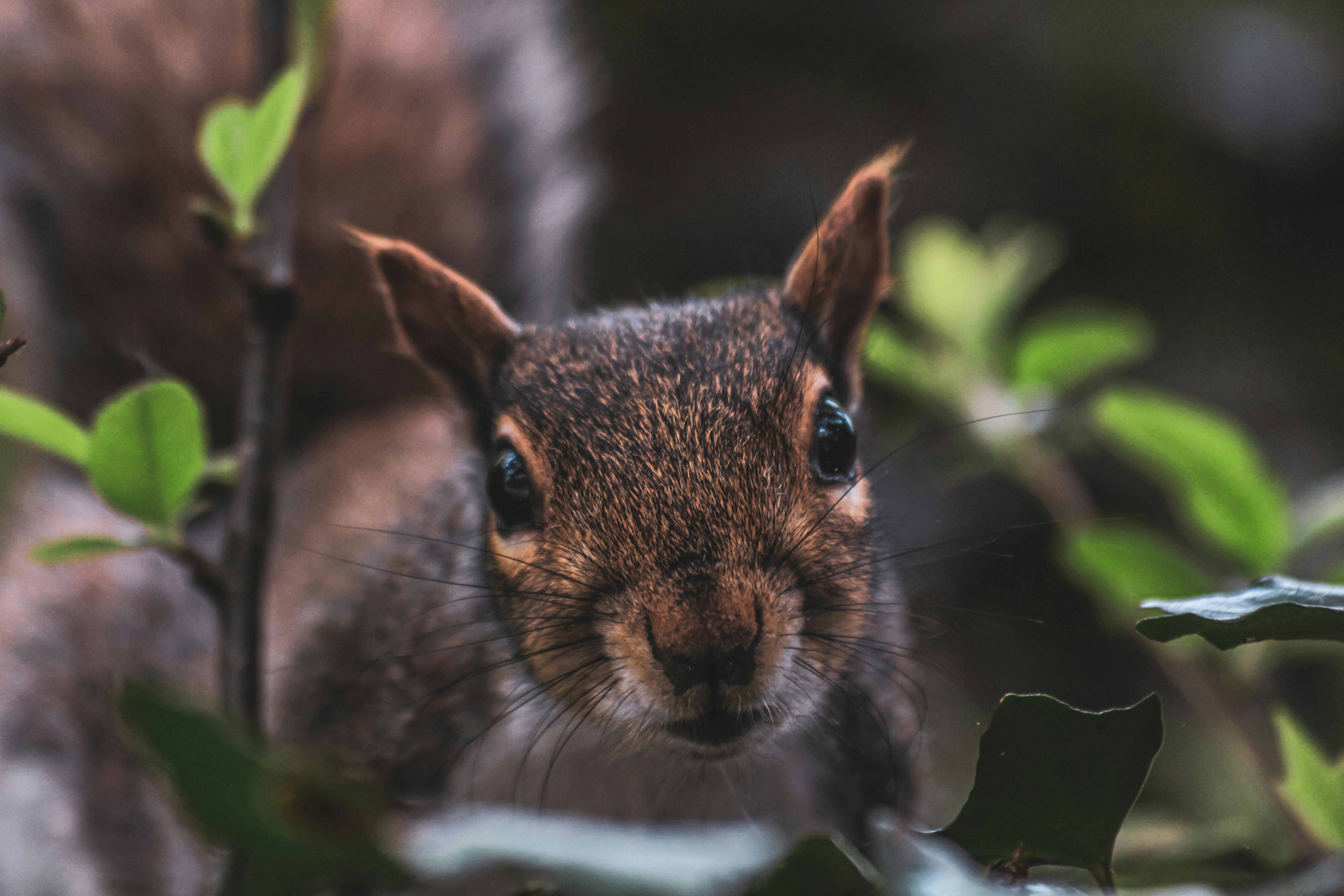 Brazilian Squirrel Photos, Download The BEST Free Brazilian Squirrel ...