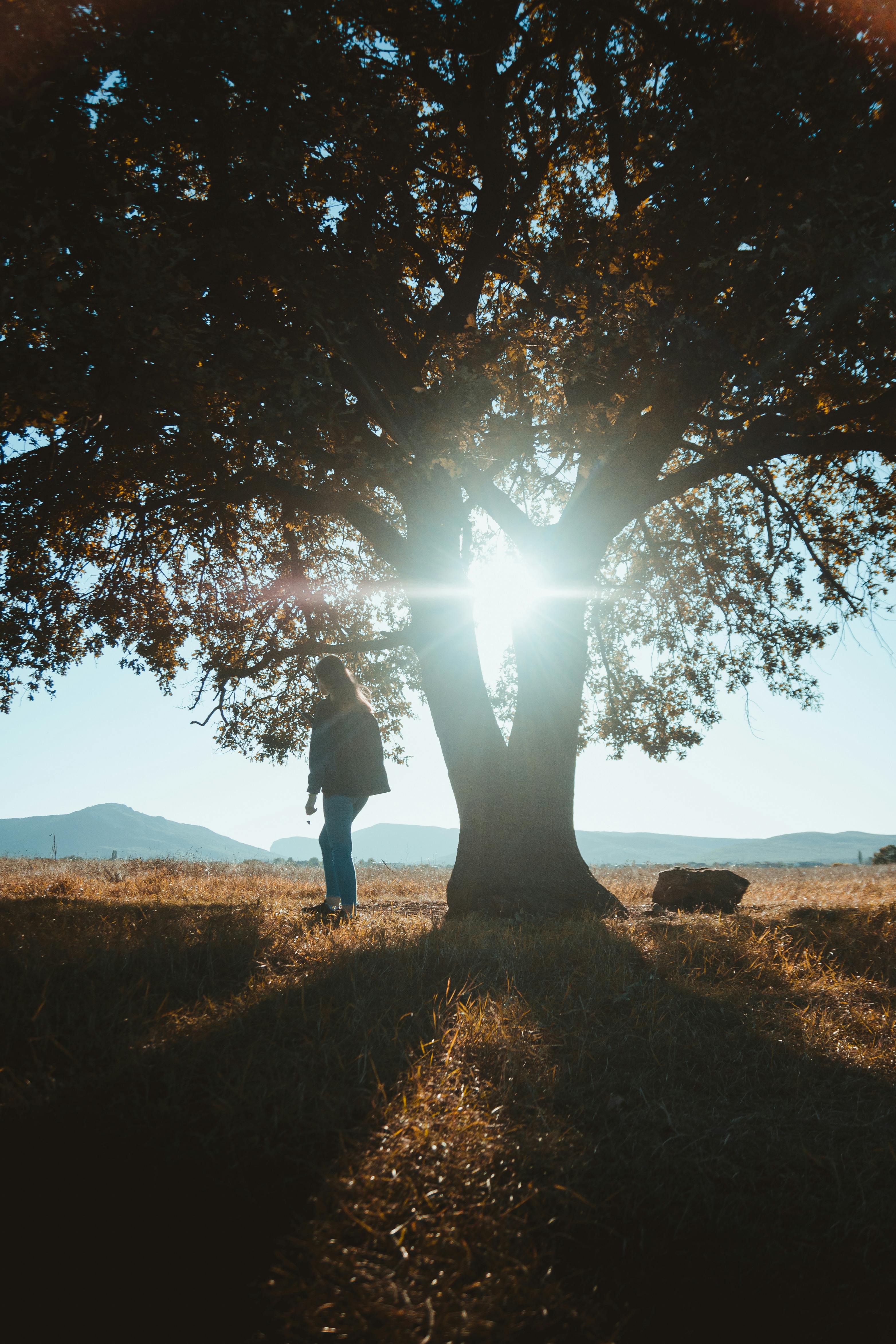 Person Standing under a Tree · Free Stock Photo