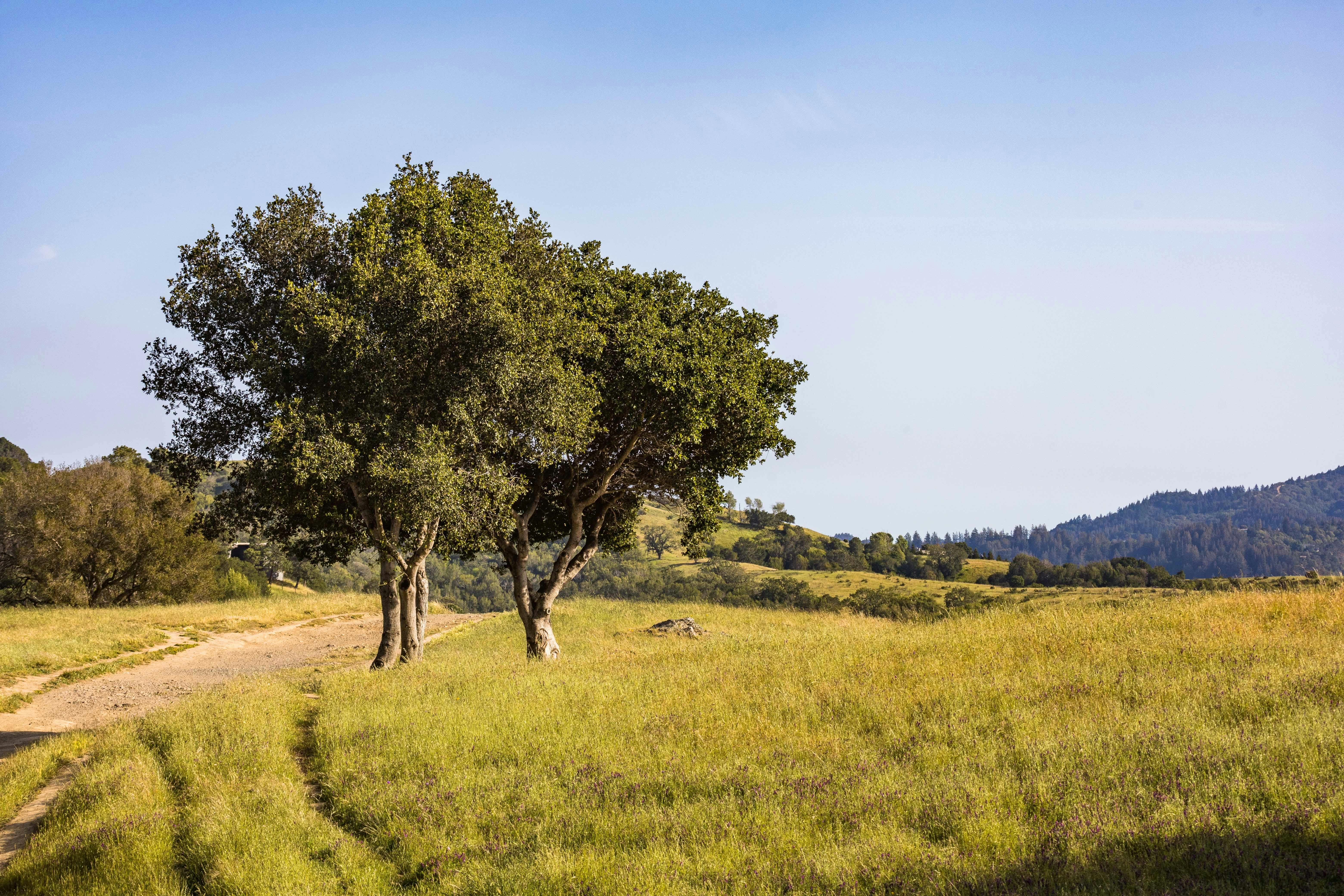 Trees in a Field · Free Stock Photo