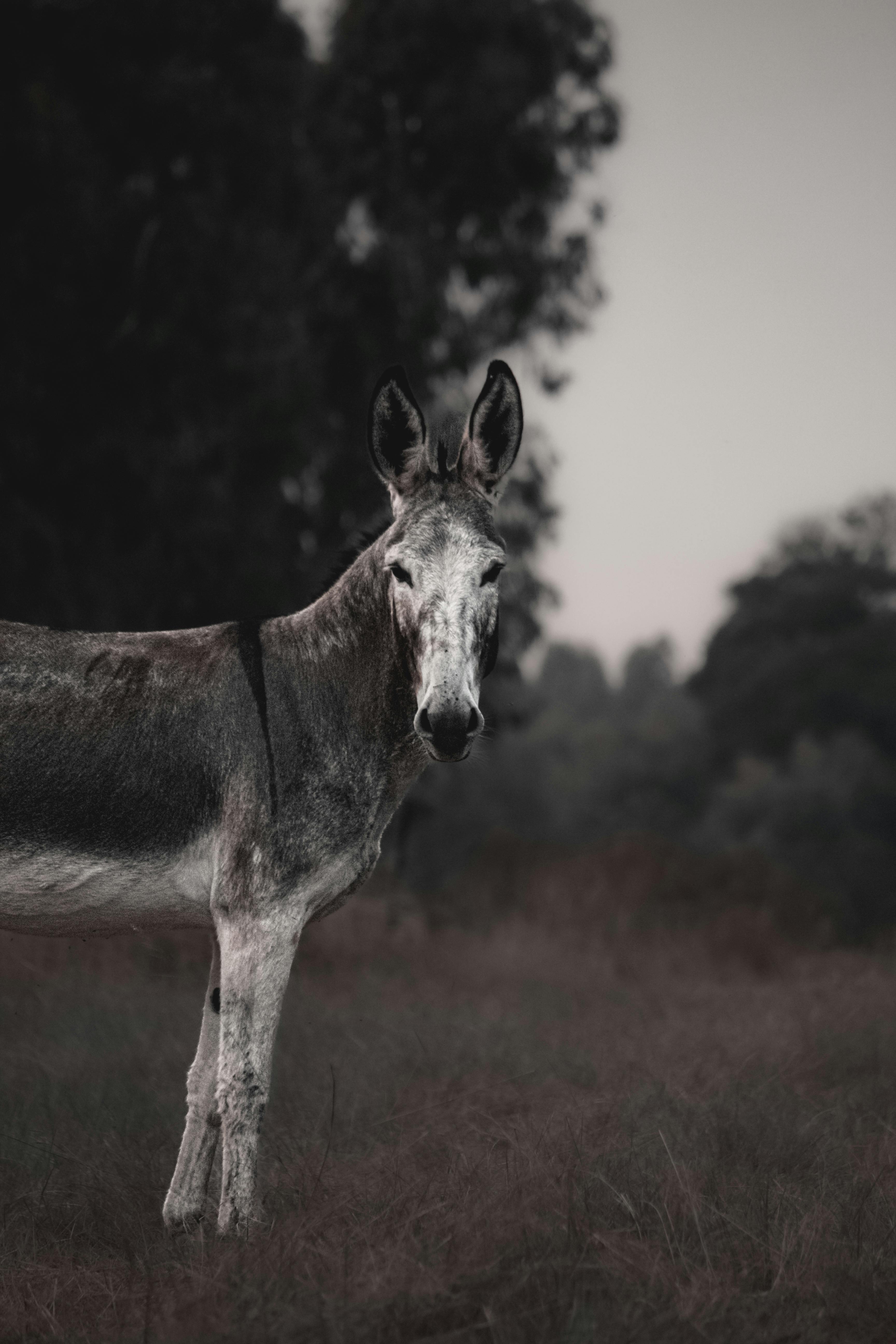 Grayscale Photo of a Mule · Free Stock Photo