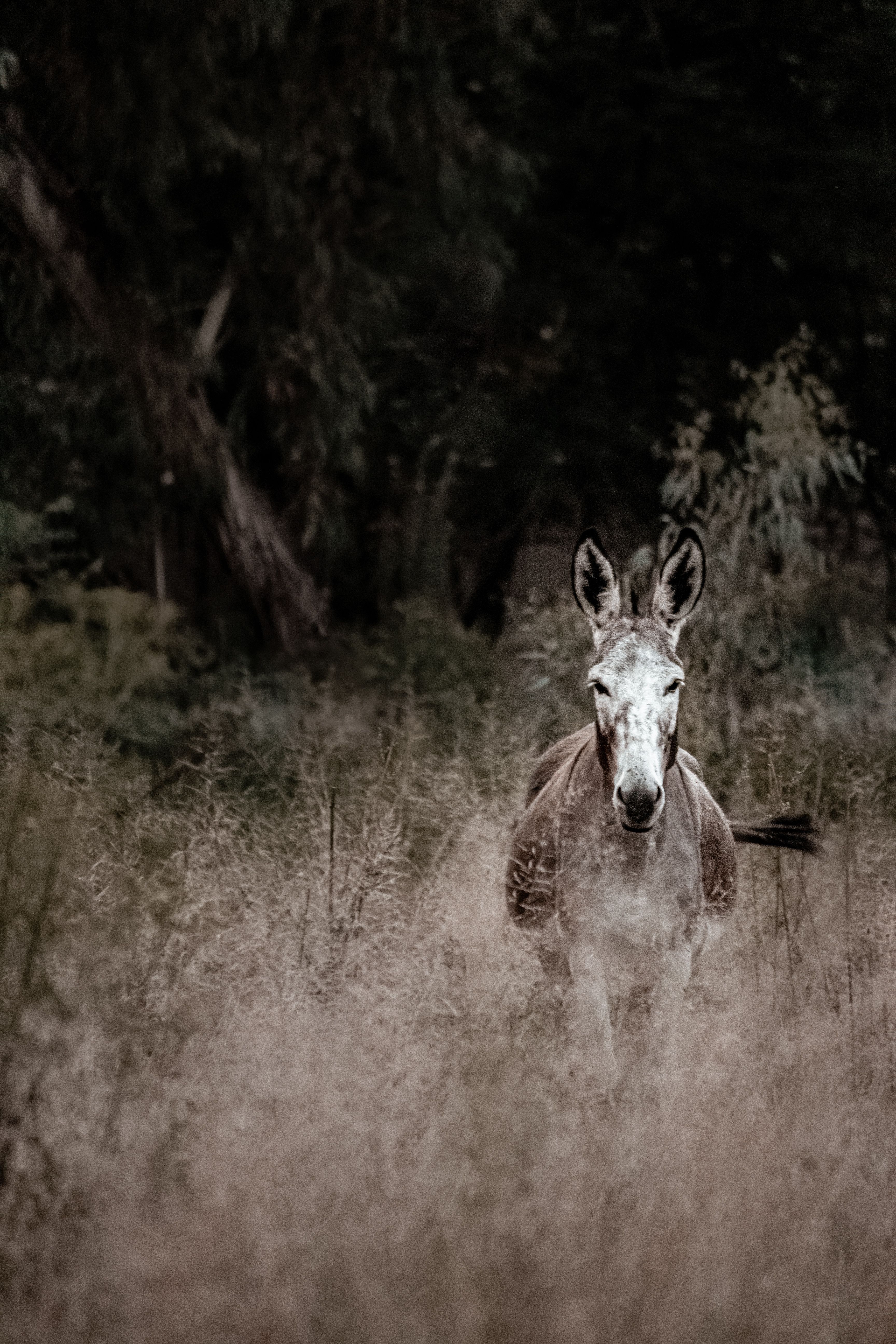 Mule Walking on a Grass Field · Free Stock Photo