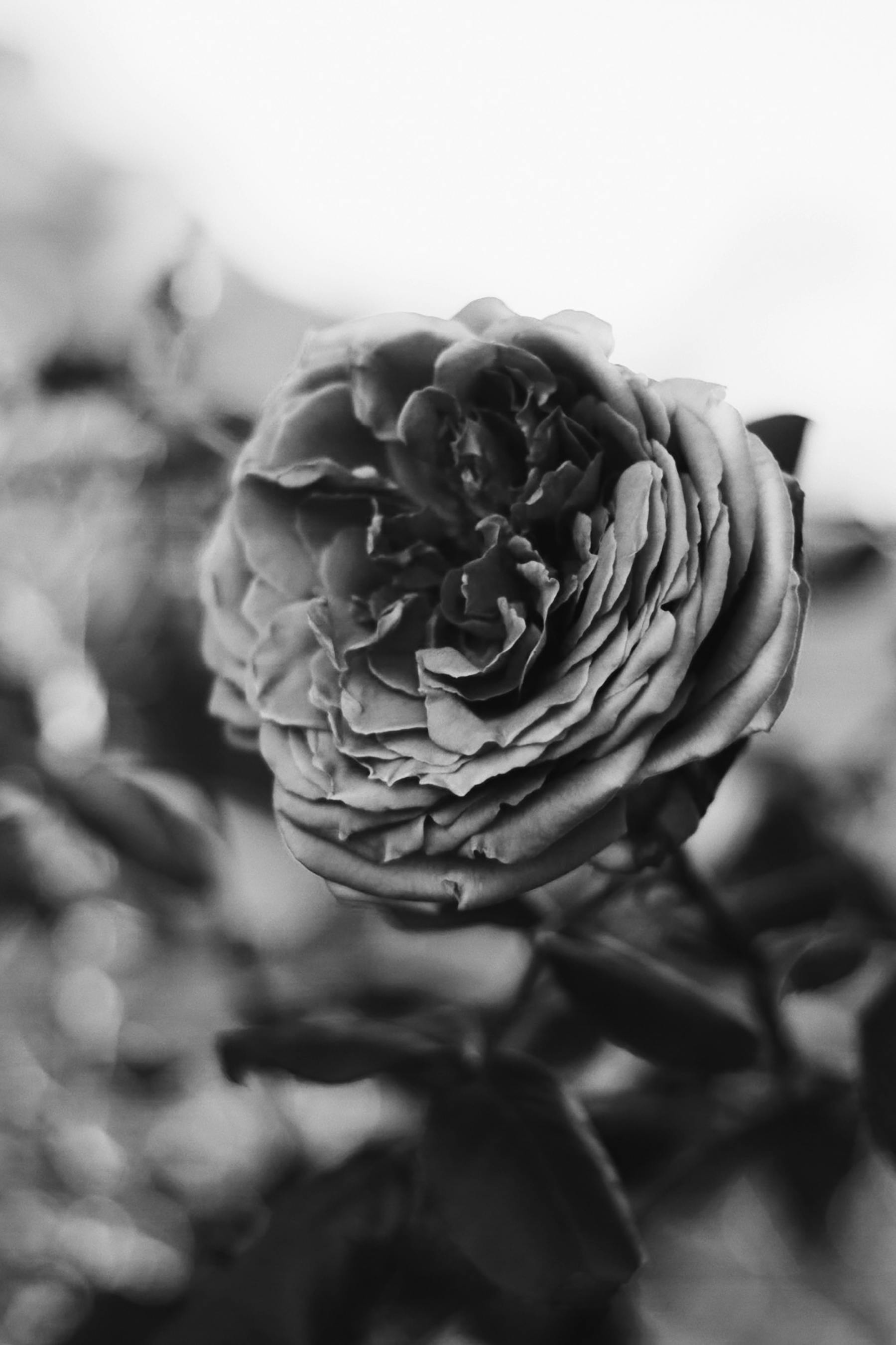 Photography Grayscale of Rose · Free Stock Photo