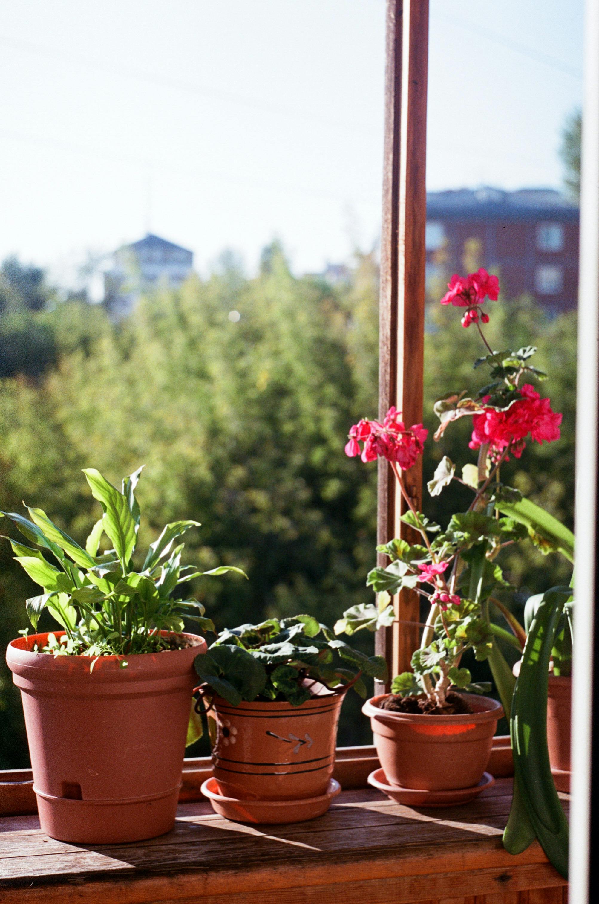 Plants in Pot Near Window · Free Stock Photo