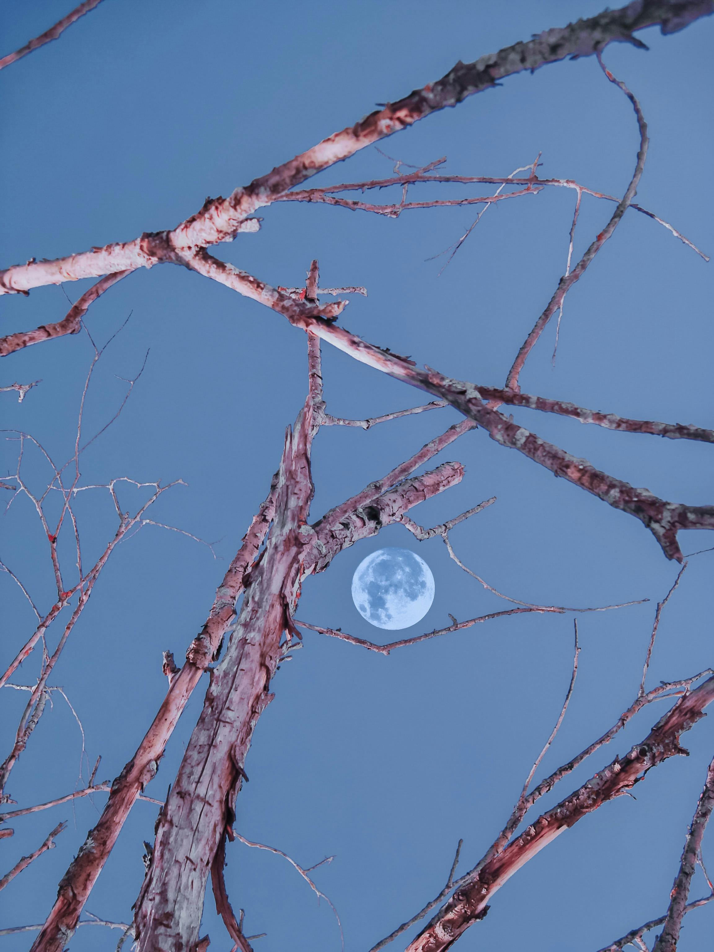 Full Moon and a Branch · Free Stock Photo