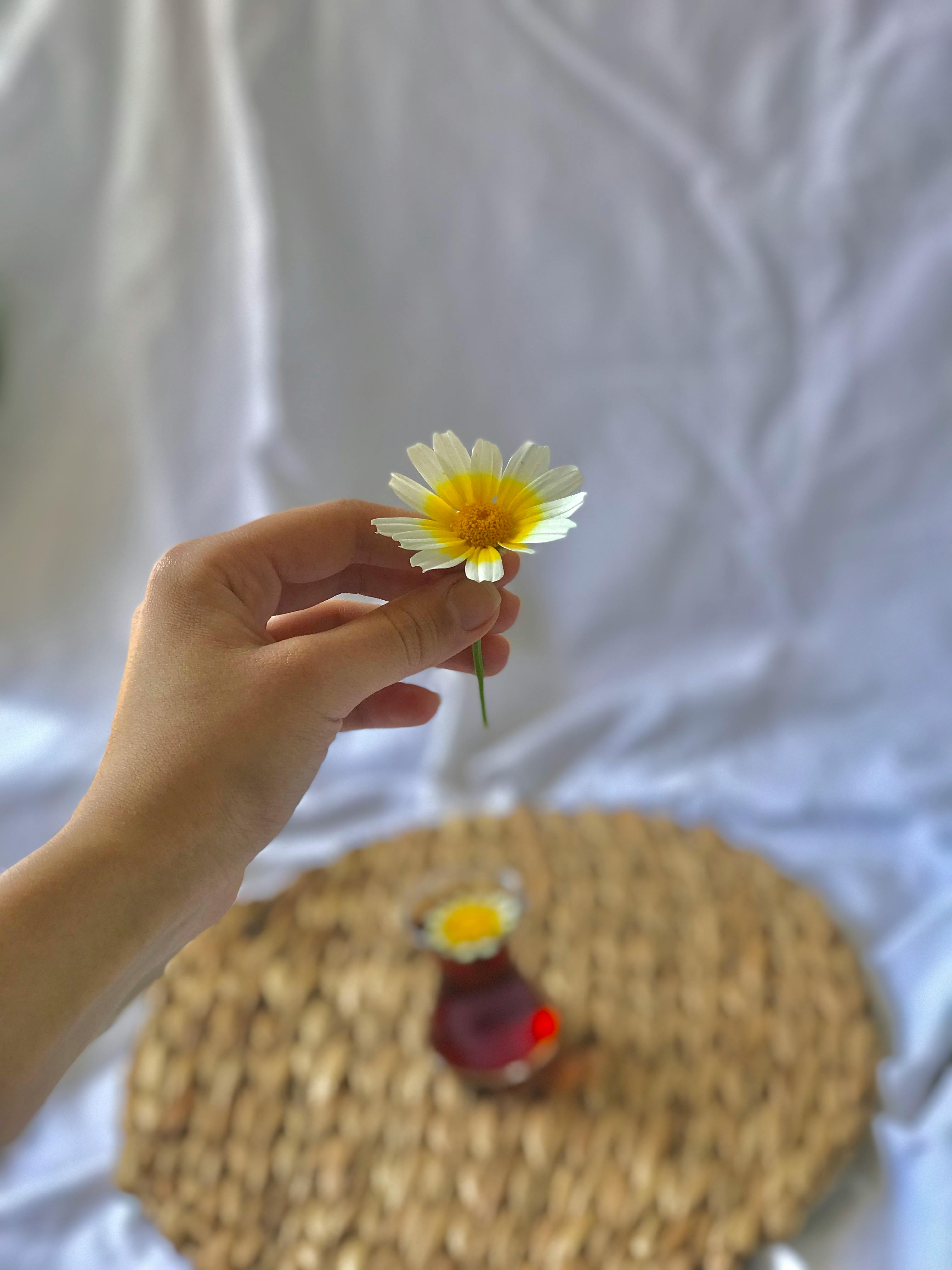 Daisy Flower held by a Person · Free Stock Photo