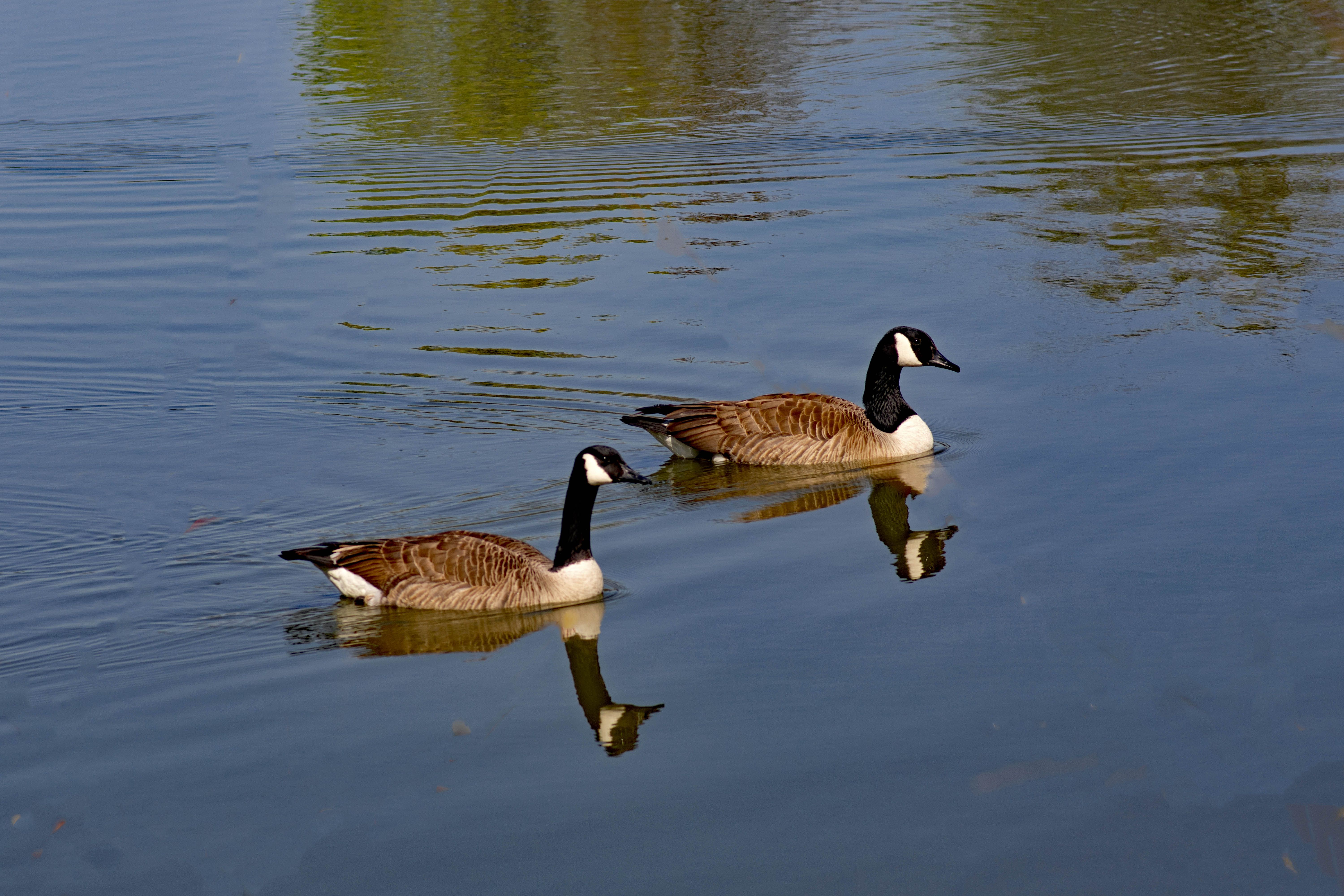 Brown Ducks on Swamp · Free Stock Photo