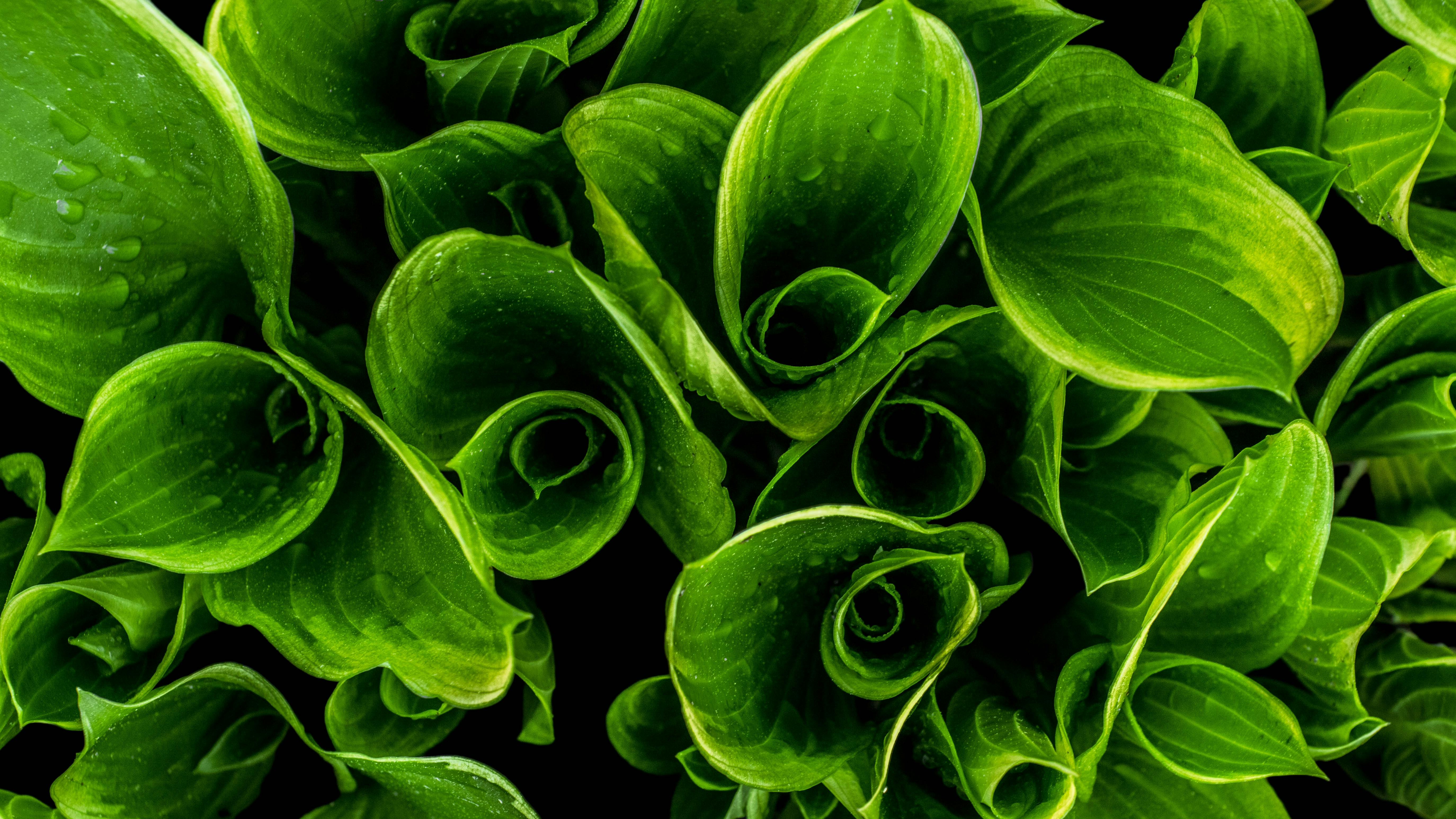 Close-up Photography of Green Leafed Plants · Free Stock Photo