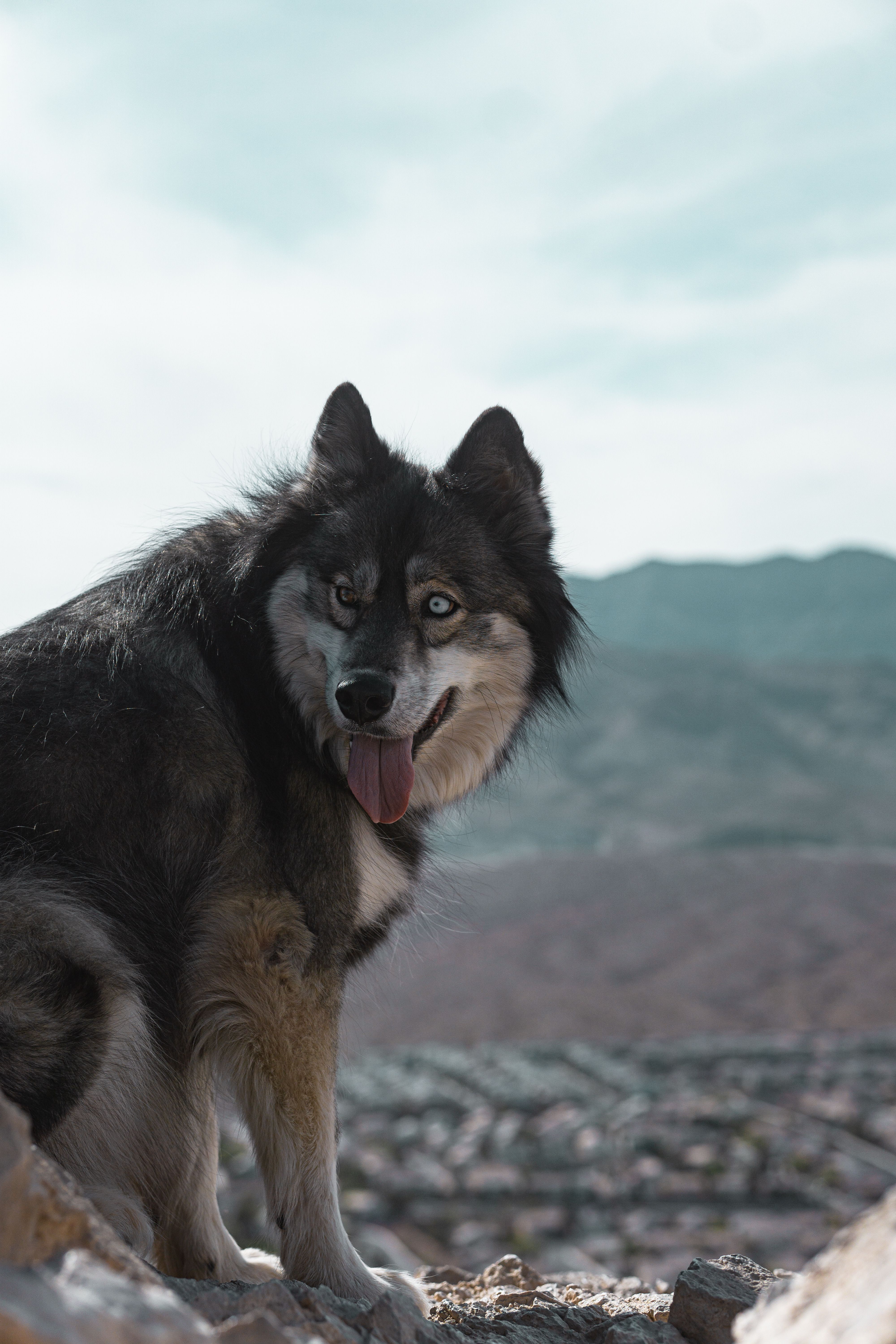 Close Up Shot of a Dog · Free Stock Photo