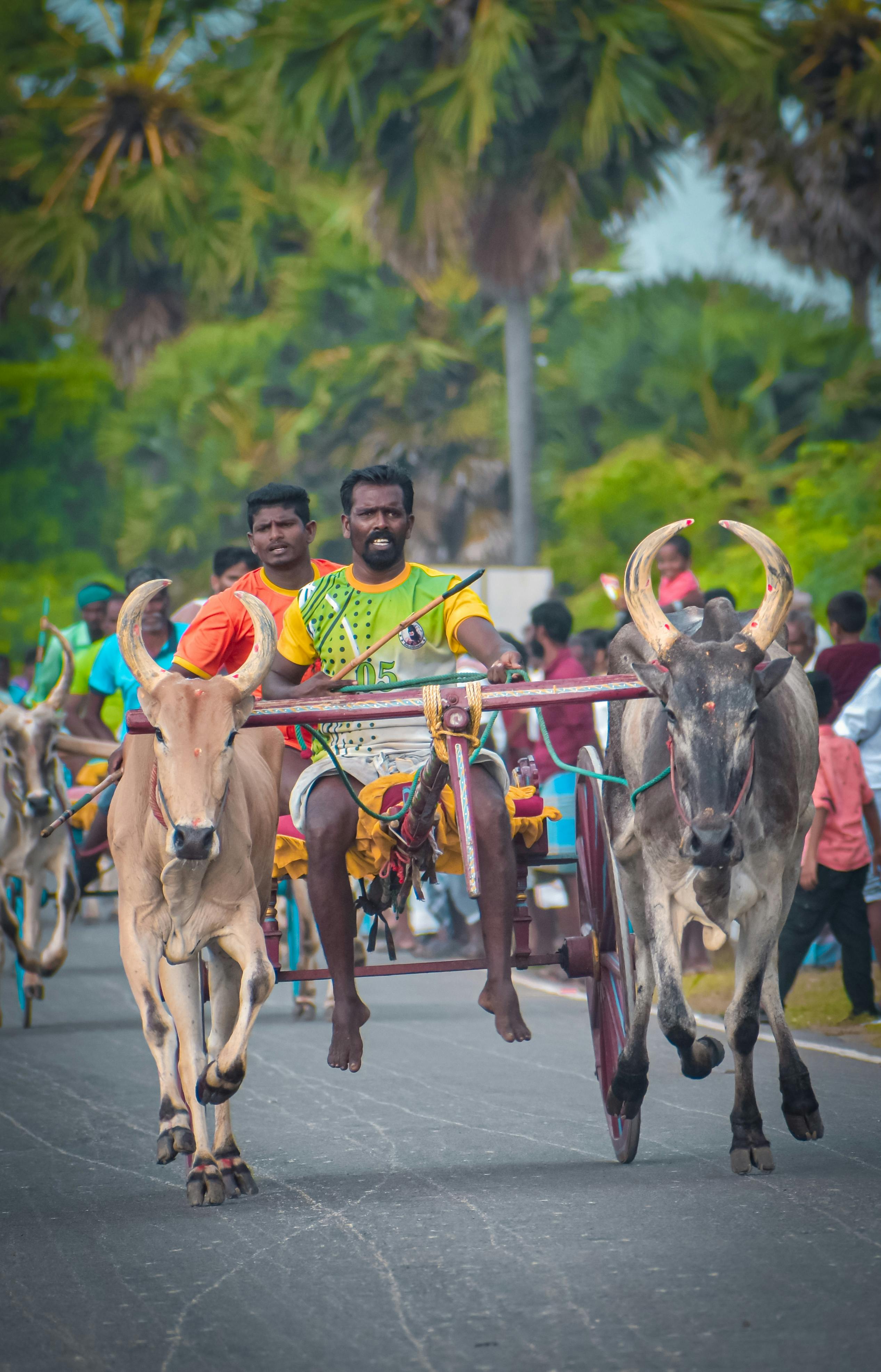 People Riding on Brown Cow on Road · Free Stock Photo