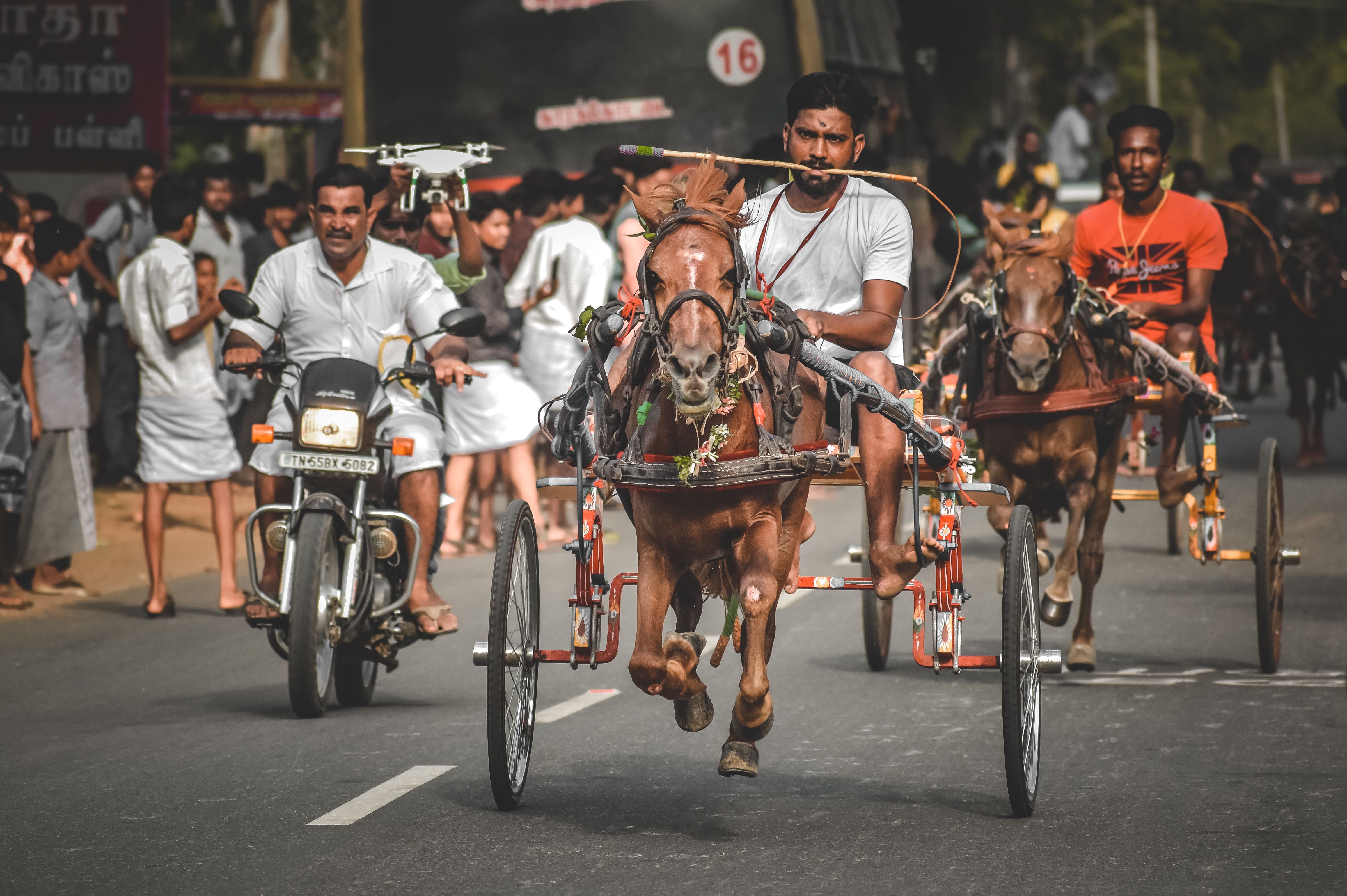 Harness Racing · Free Stock Photo