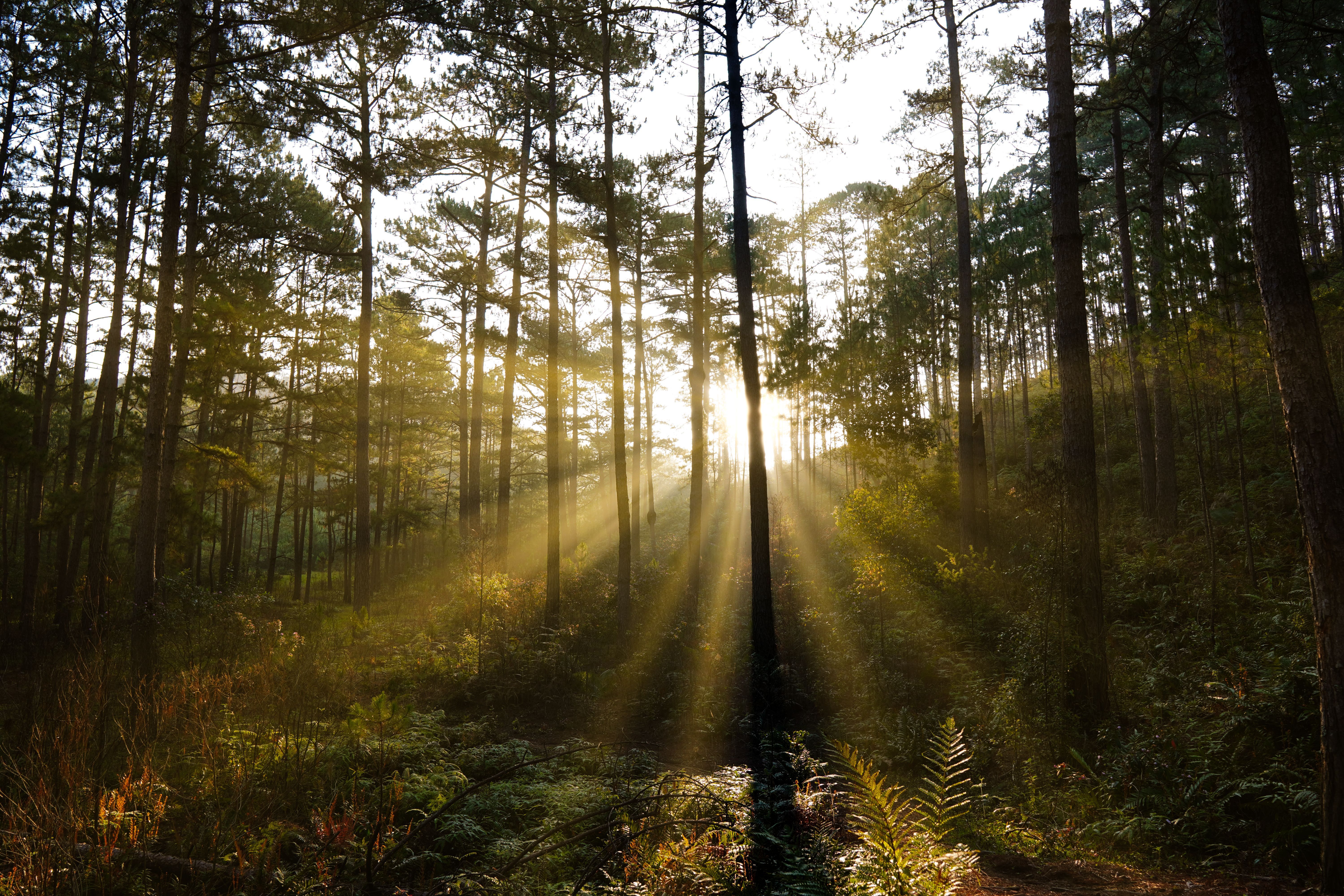 Photo of Forest During Golden Hour · Free Stock Photo