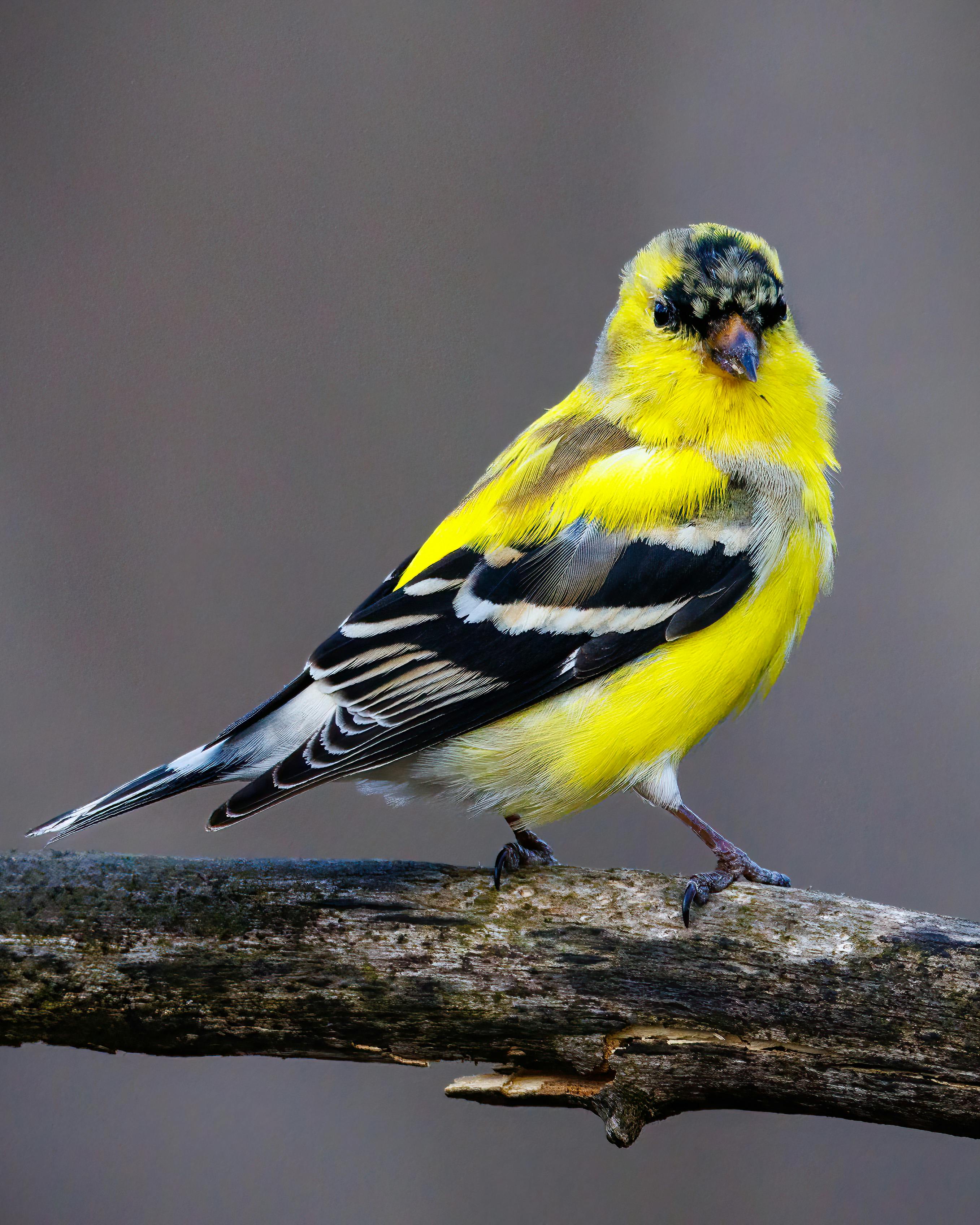 53+ Best Free Goldfinch Stock Photos & Images · 100% Royalty-Free HD ...
