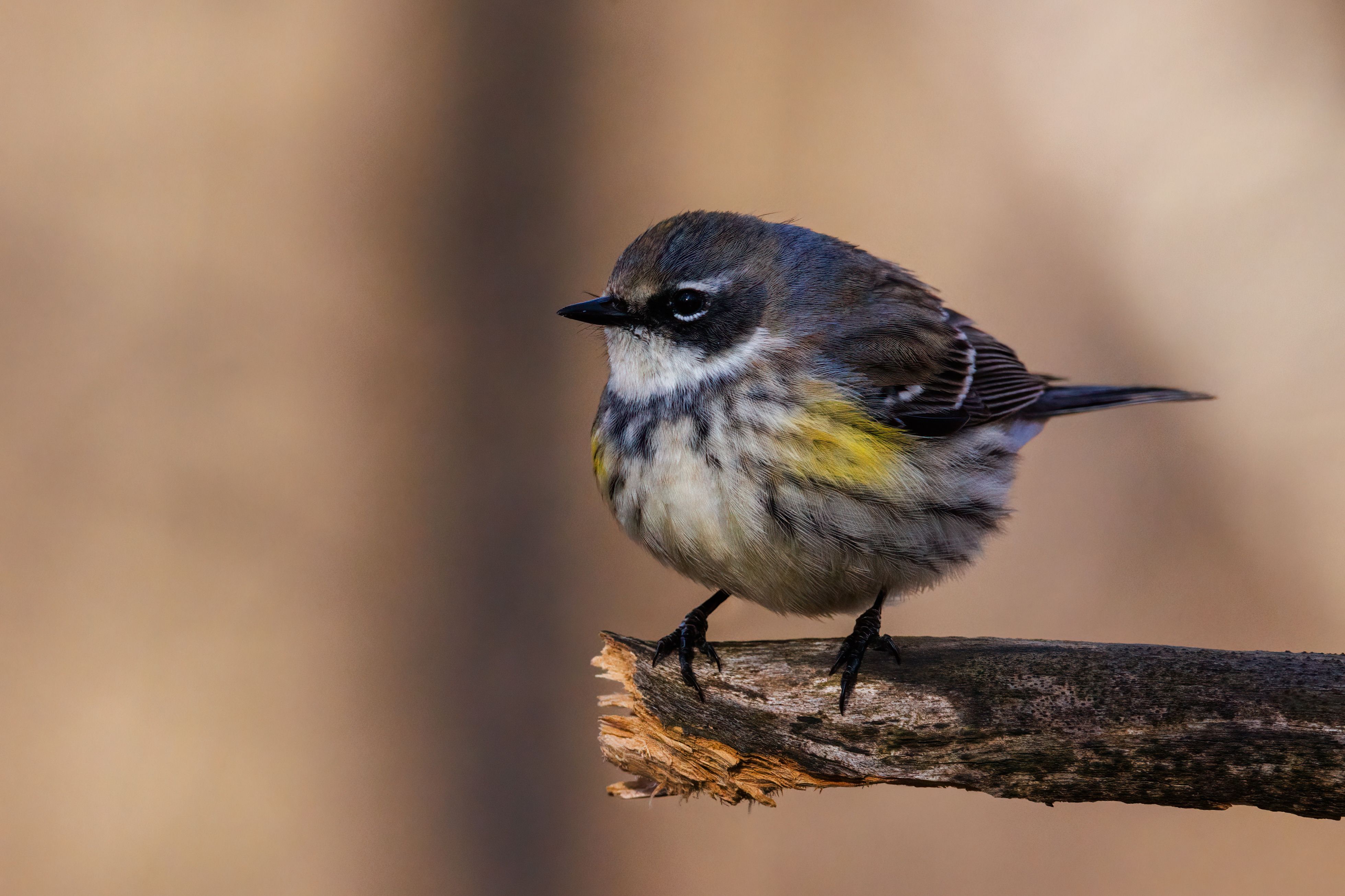 Blue Bird on the Rock · Free Stock Photo