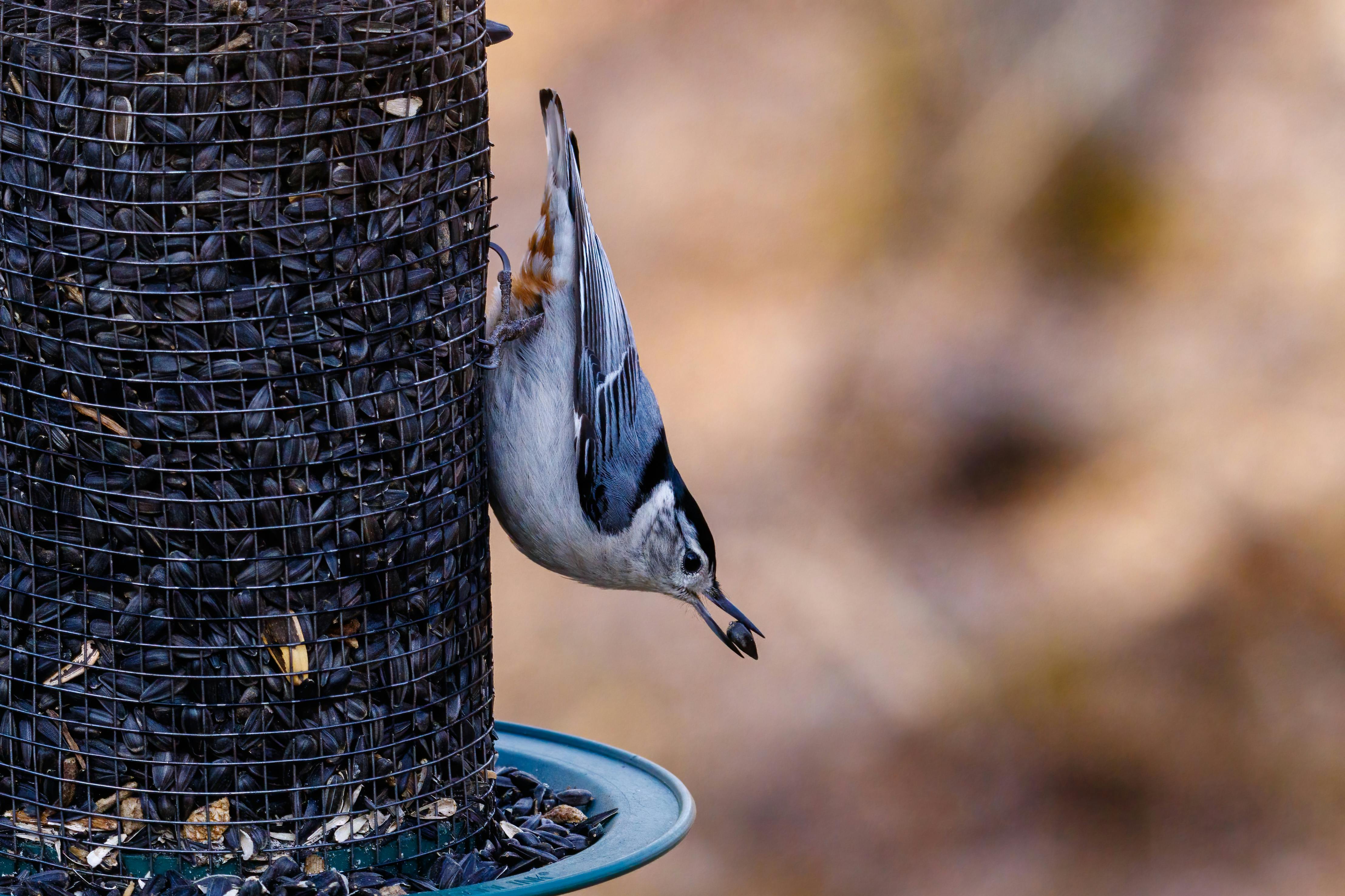 Bird Feeder Photos, Download The BEST Free Bird Feeder Stock Photos ...