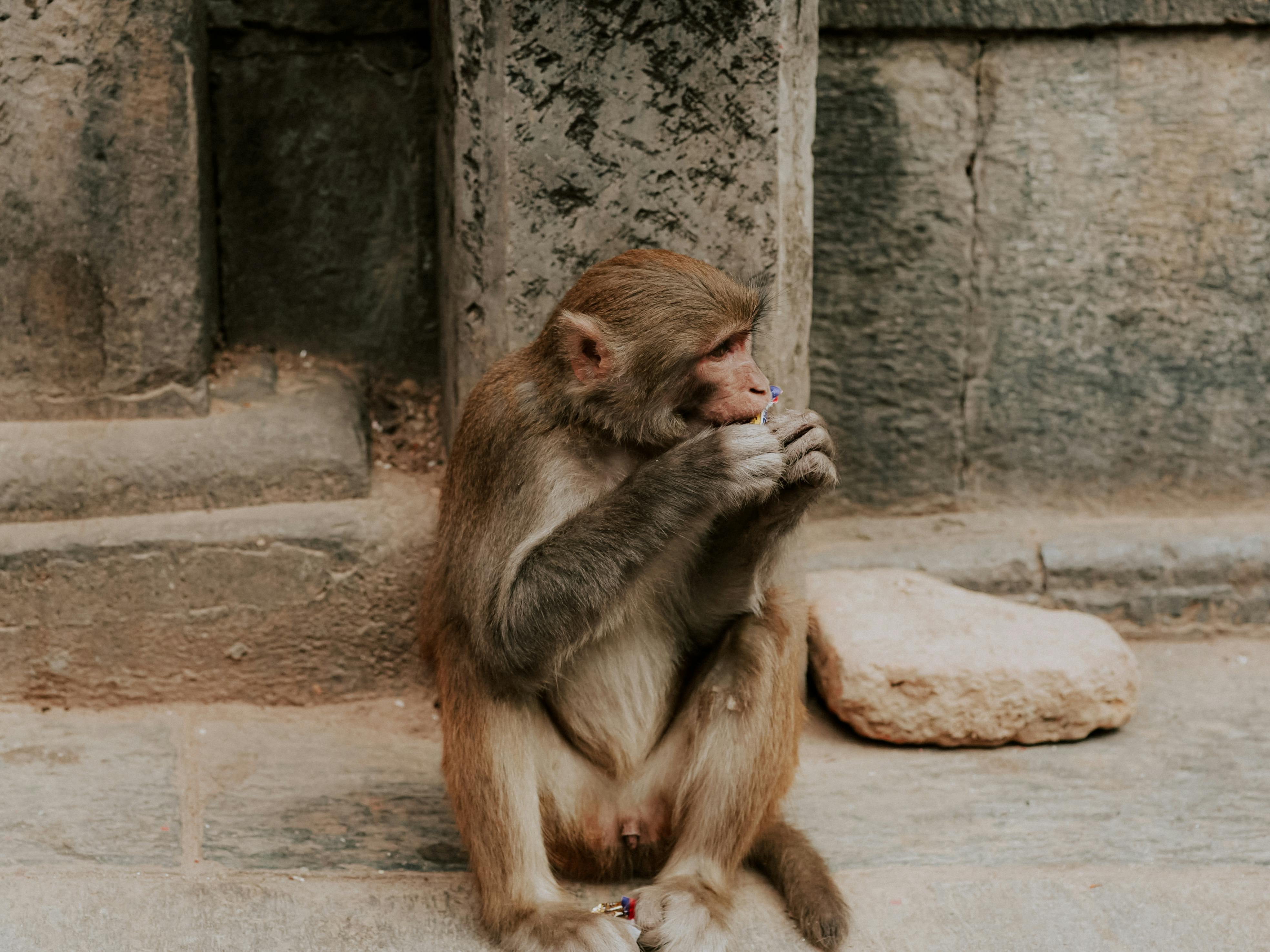 Brown Monkeys Sitting on Concrete Fence · Free Stock Photo