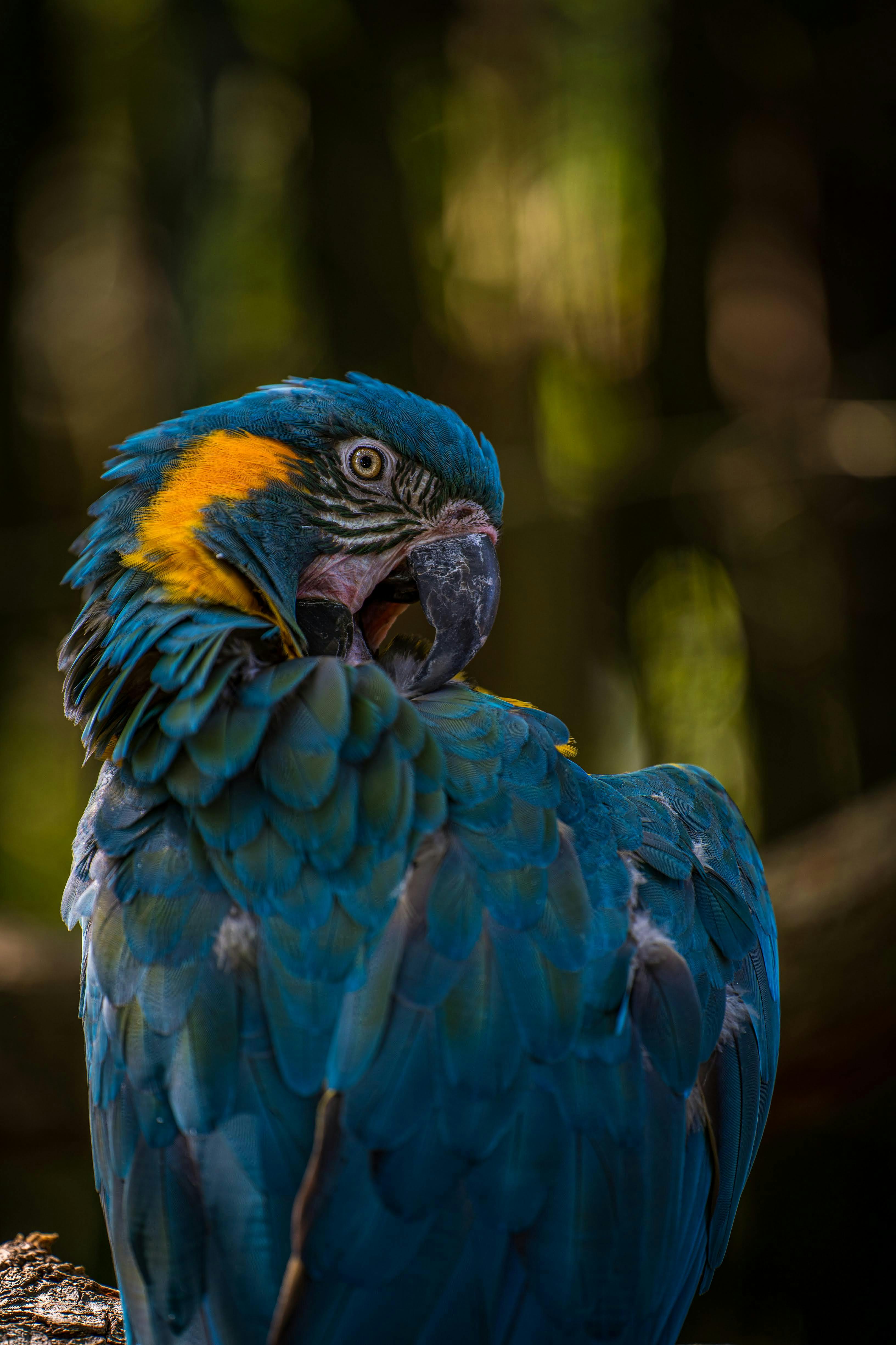 Blue and Yellow Macaw in Close Up Photography · Free Stock Photo