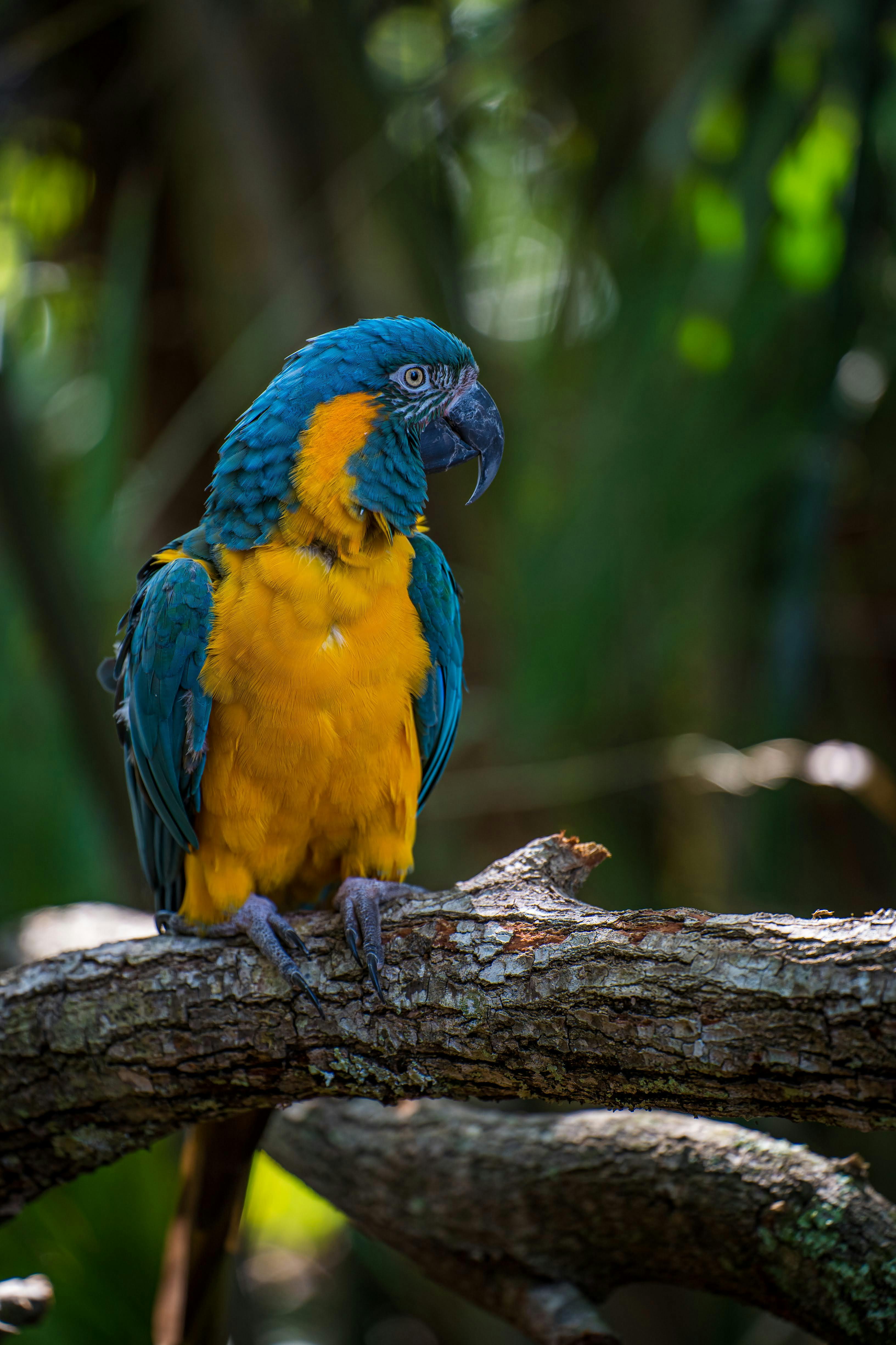 Close-up Photography Of Blue And Yellow Macaw · Free Stock Photo