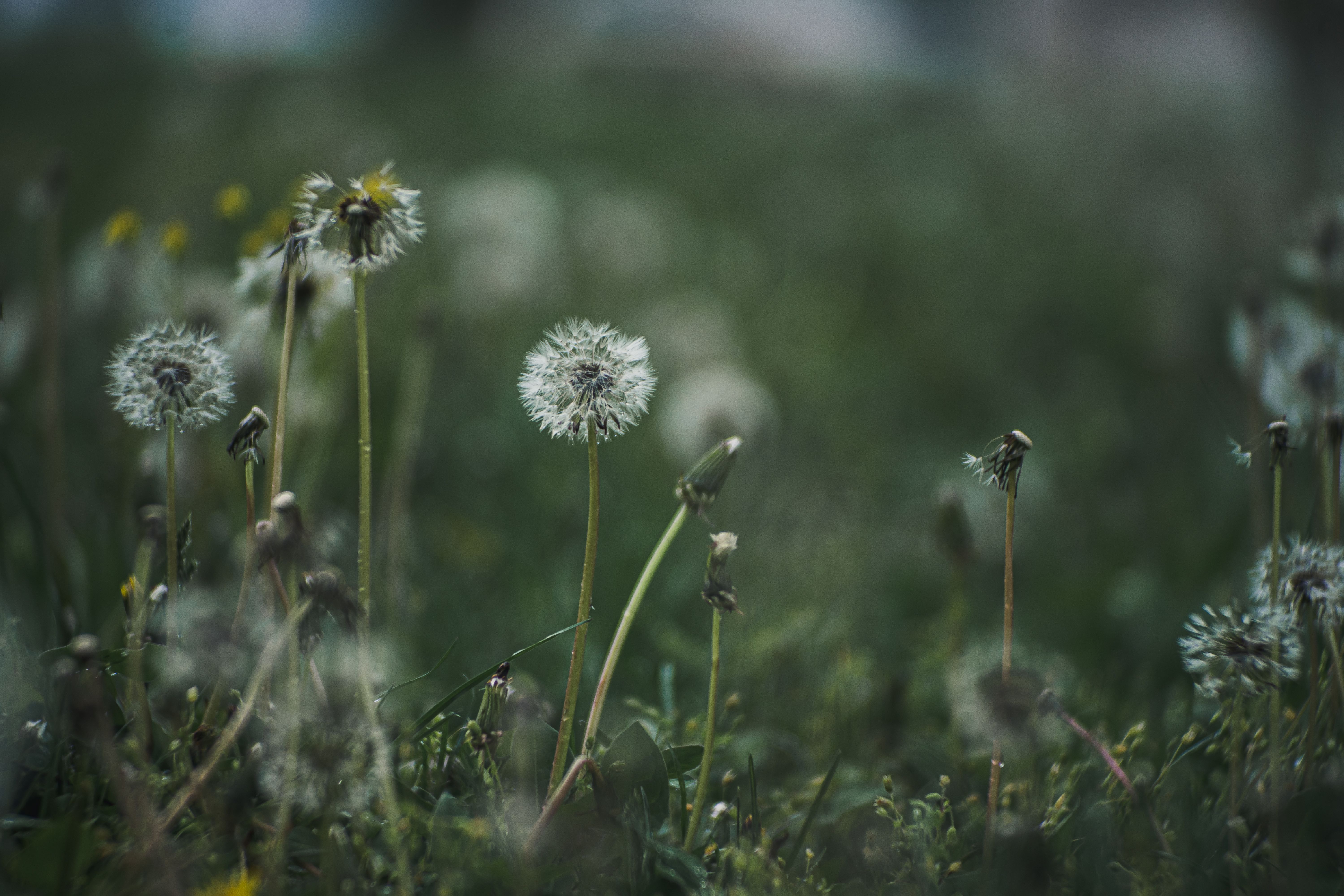 A Beautiful Flower Outdoors · Free Stock Photo