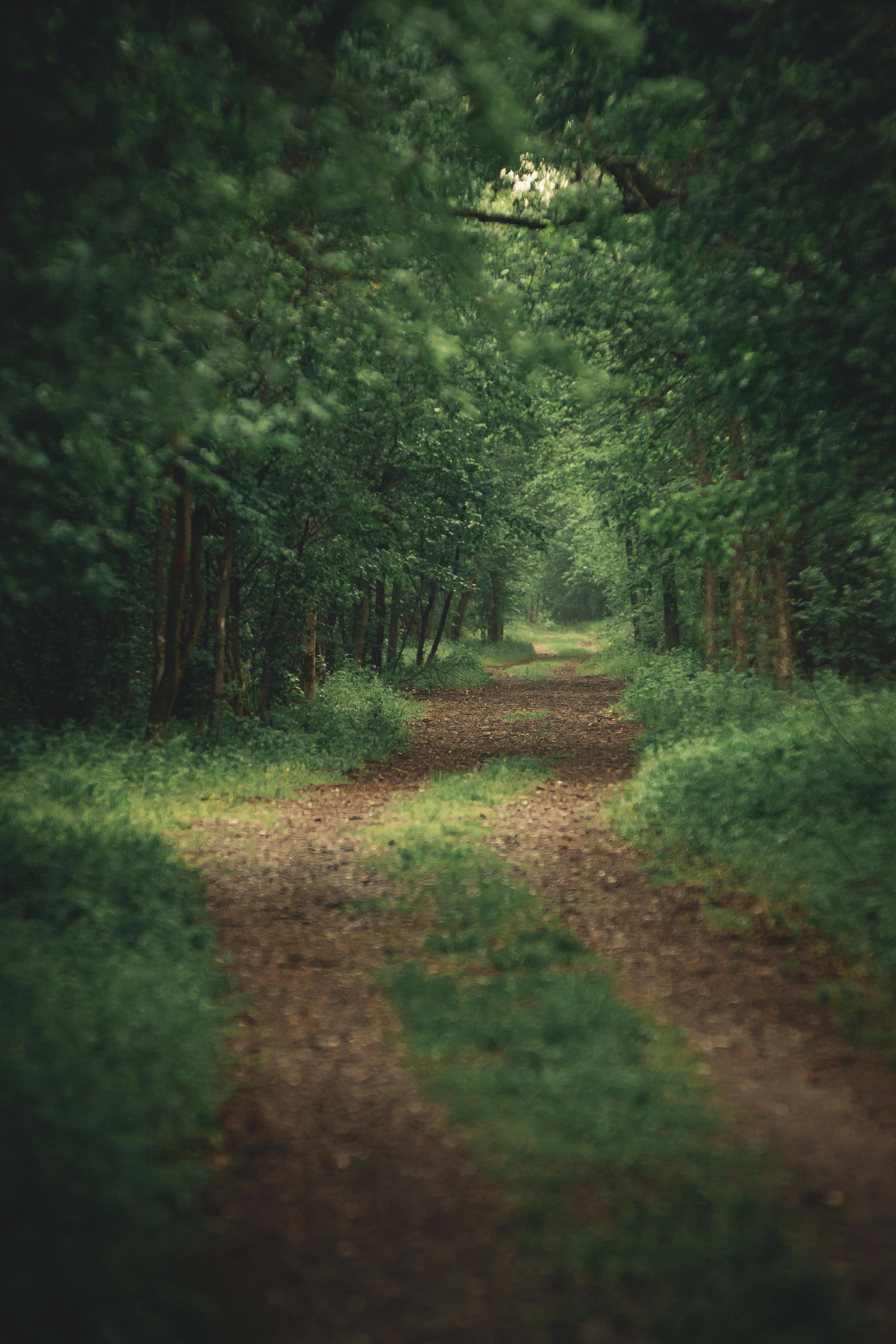 A Beautiful Green Tree · Free Stock Photo