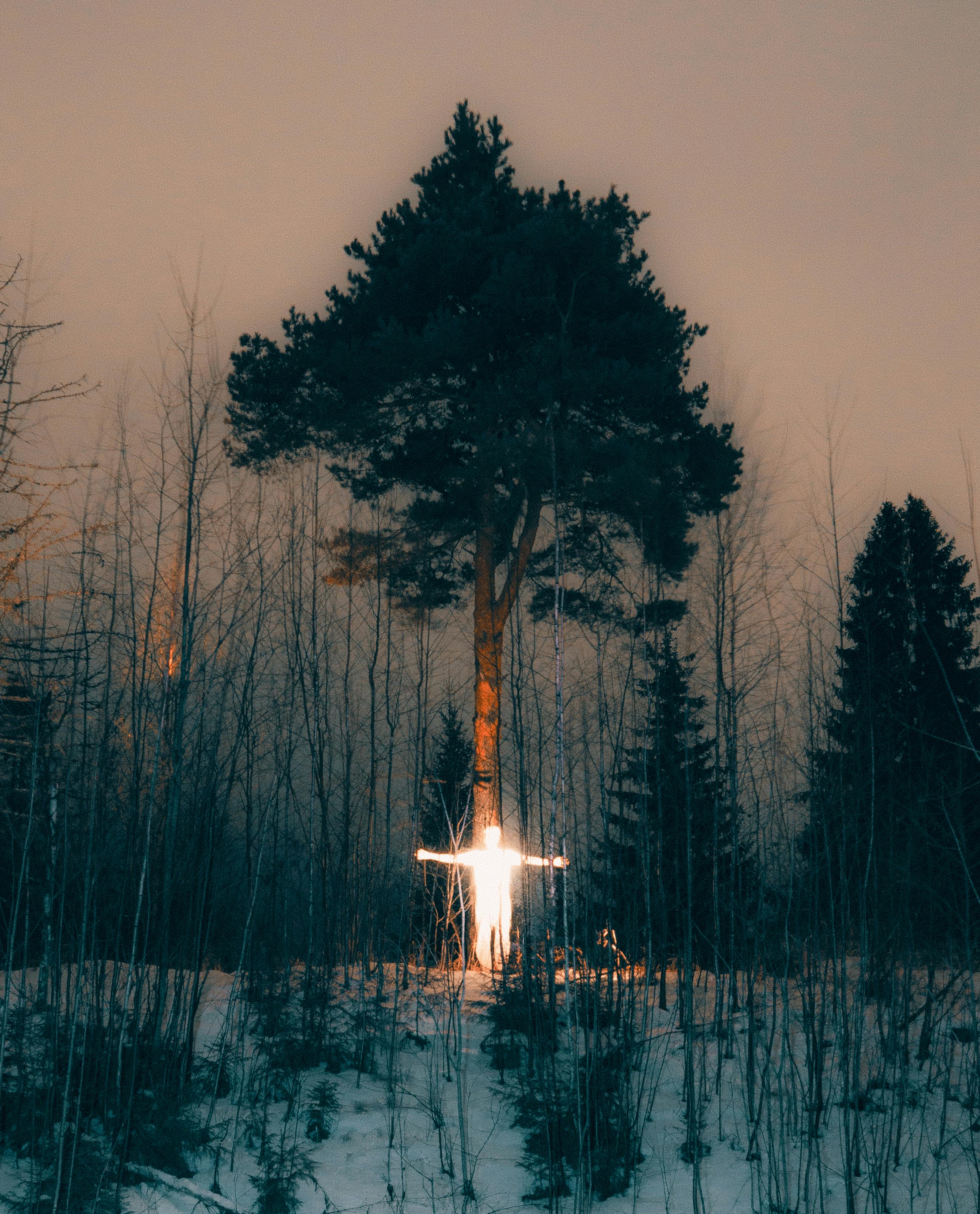Pine Trees Covered With Snow during Night Time · Free Stock Photo