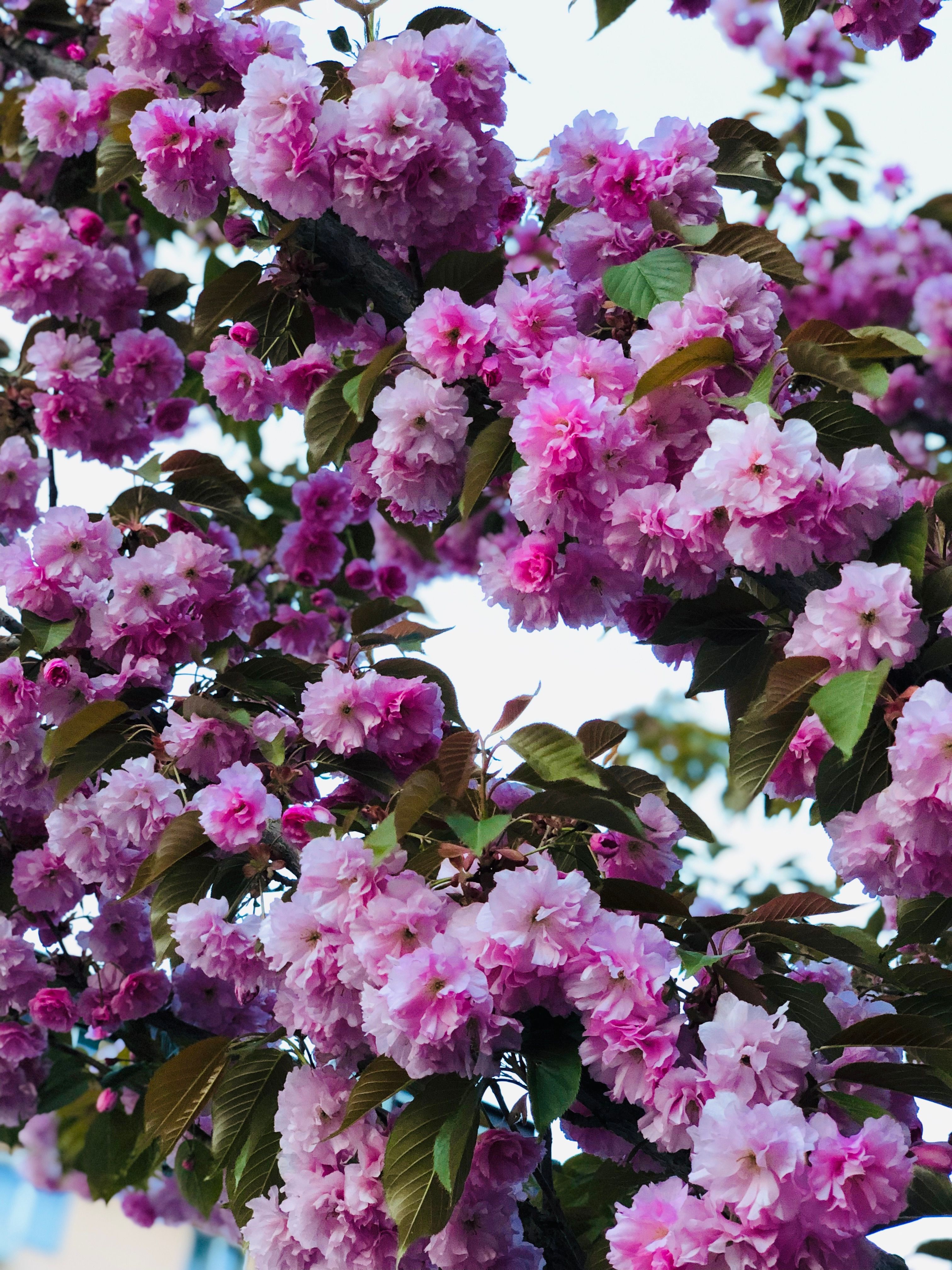Pink Flowering Tree · Free Stock Photo