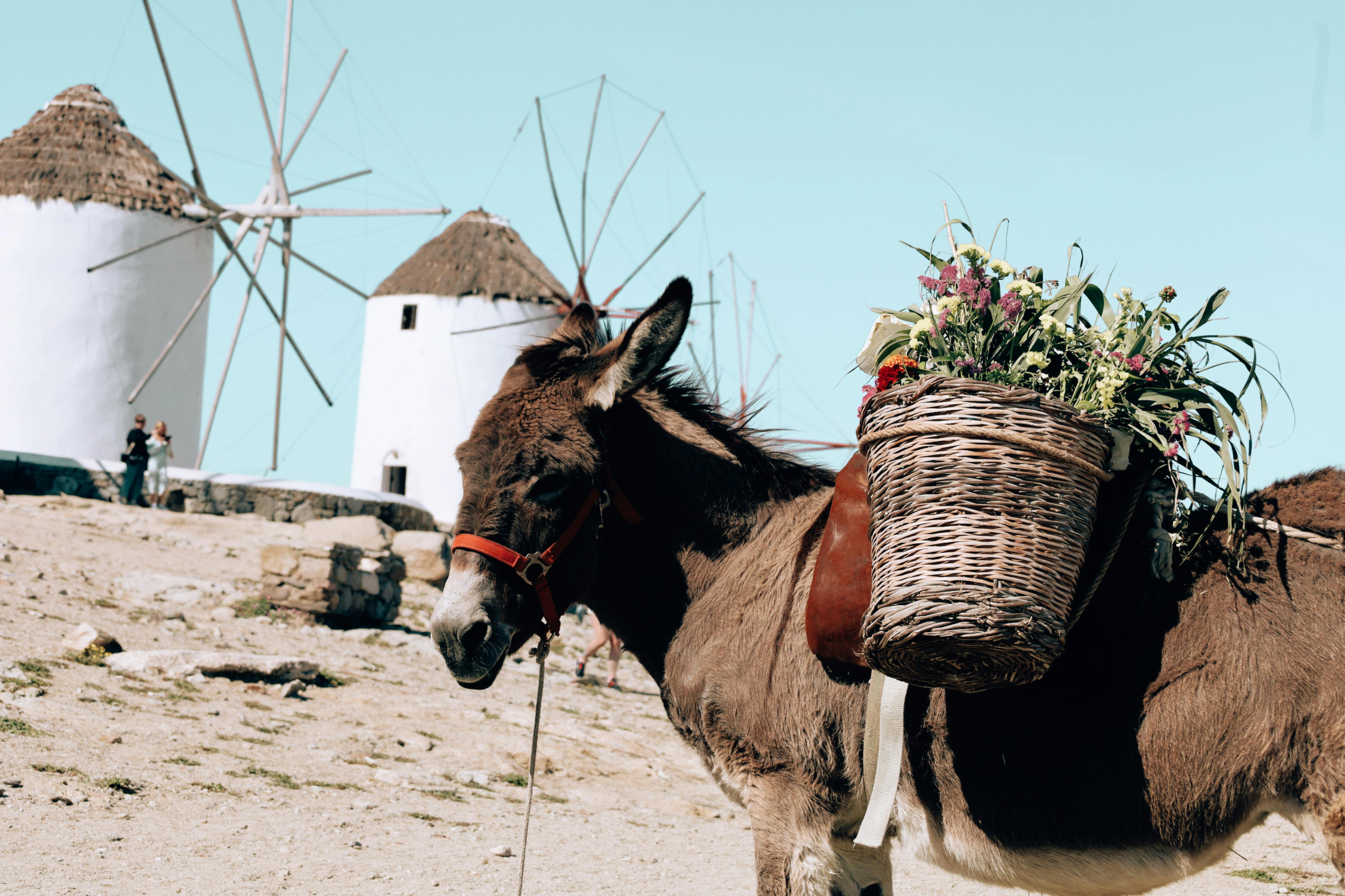 Donkey with Woven Basket filled with Flowers · Free Stock Photo