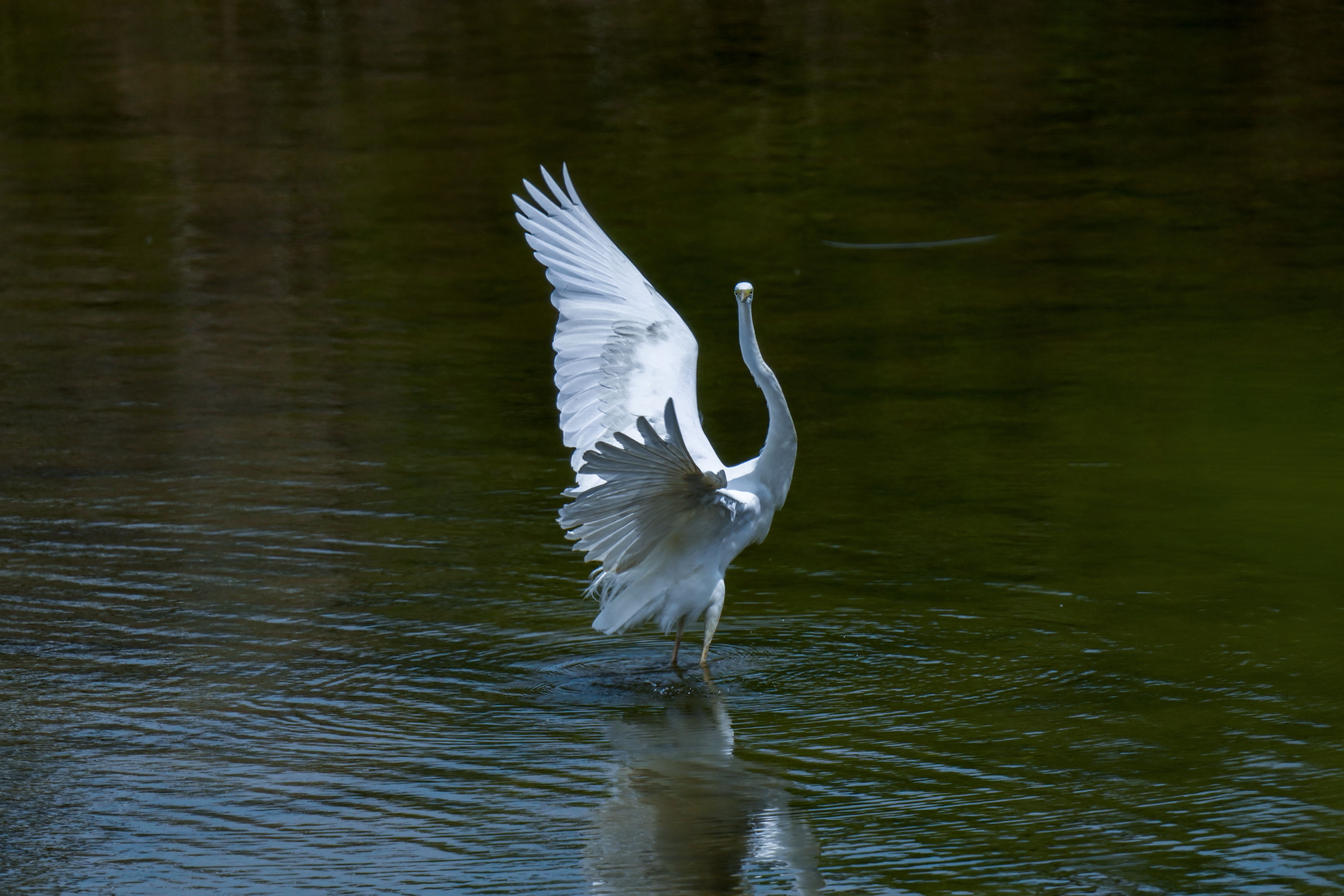 Photo of Two Birds on Water · Free Stock Photo