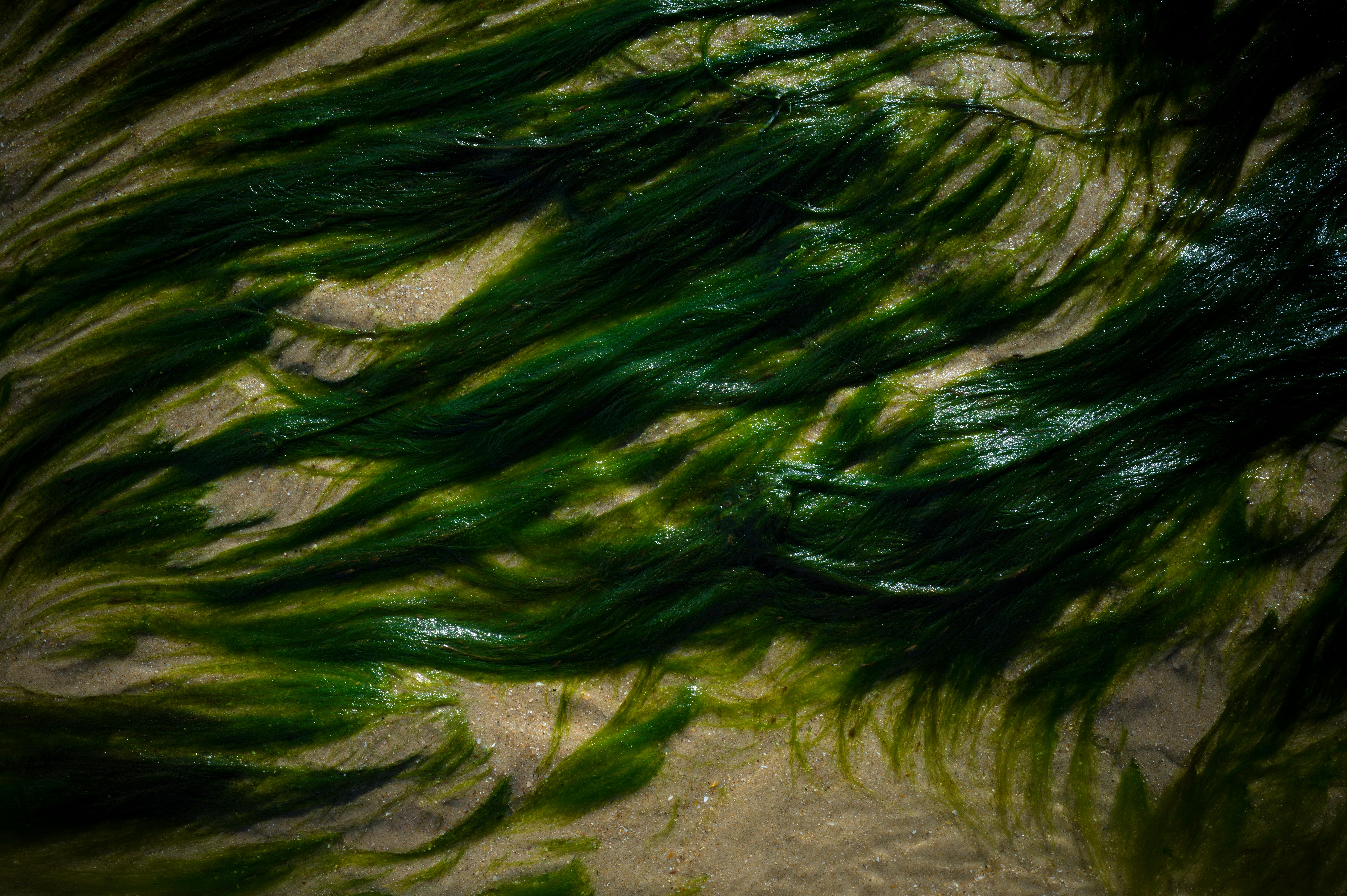 Seaweed Strands Photos, Download The BEST Free Seaweed Strands Stock ...