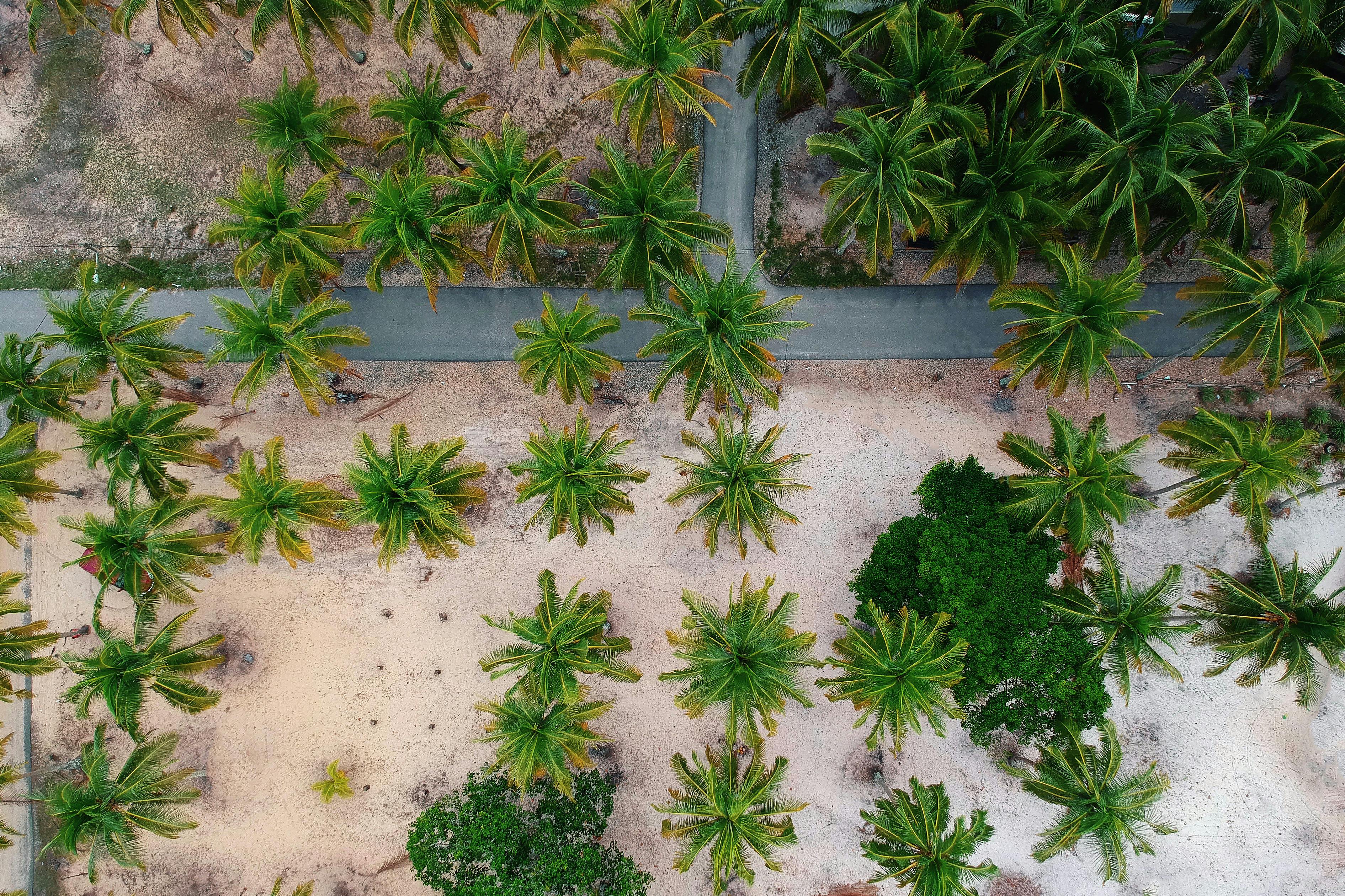 Aerial View Photo of Palm Trees. · Free Stock Photo