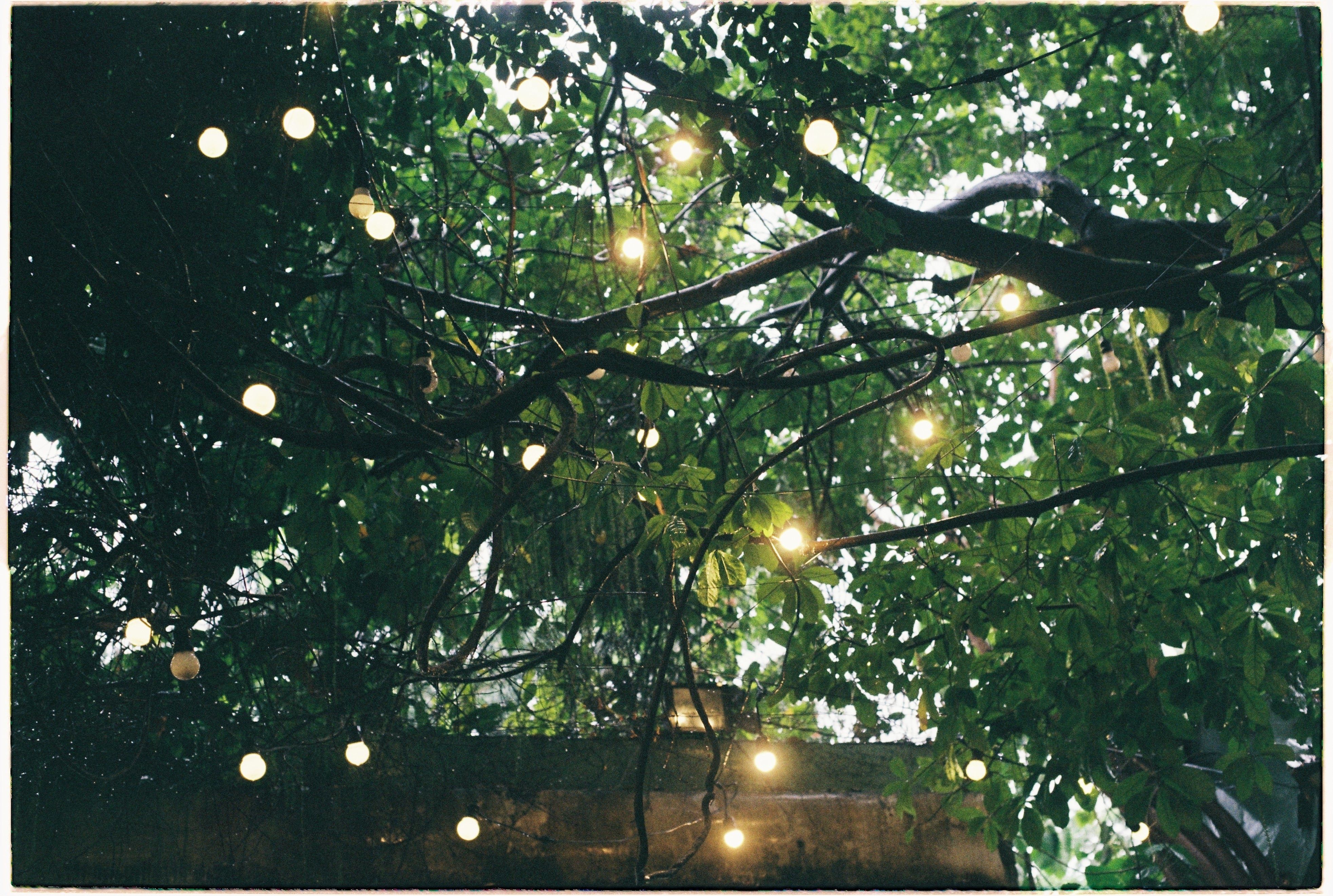 Light Bulbs Hanging on Green Tree · Free Stock Photo