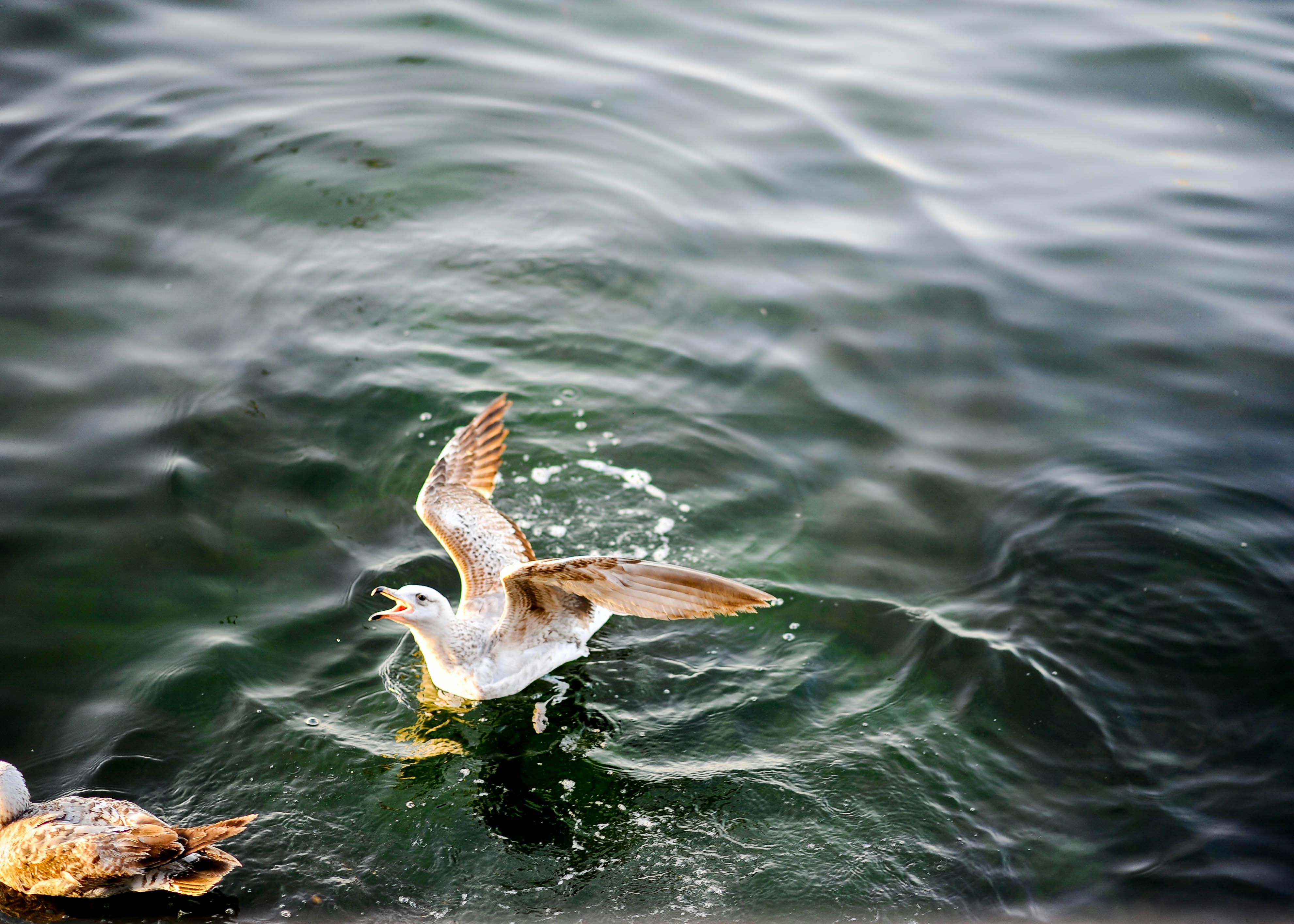 White Swans on Water · Free Stock Photo
