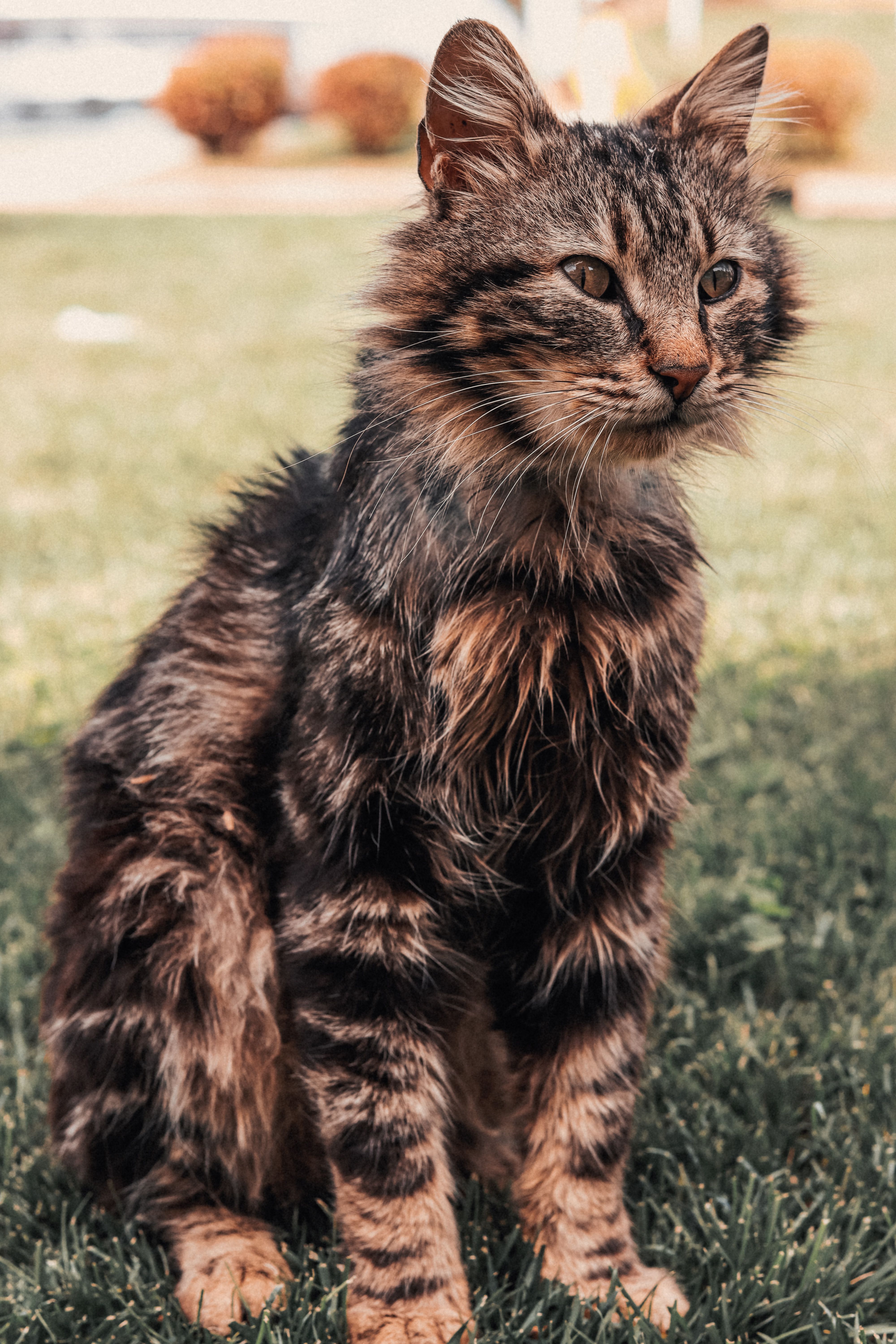 A Hairy Cat on Grass · Free Stock Photo