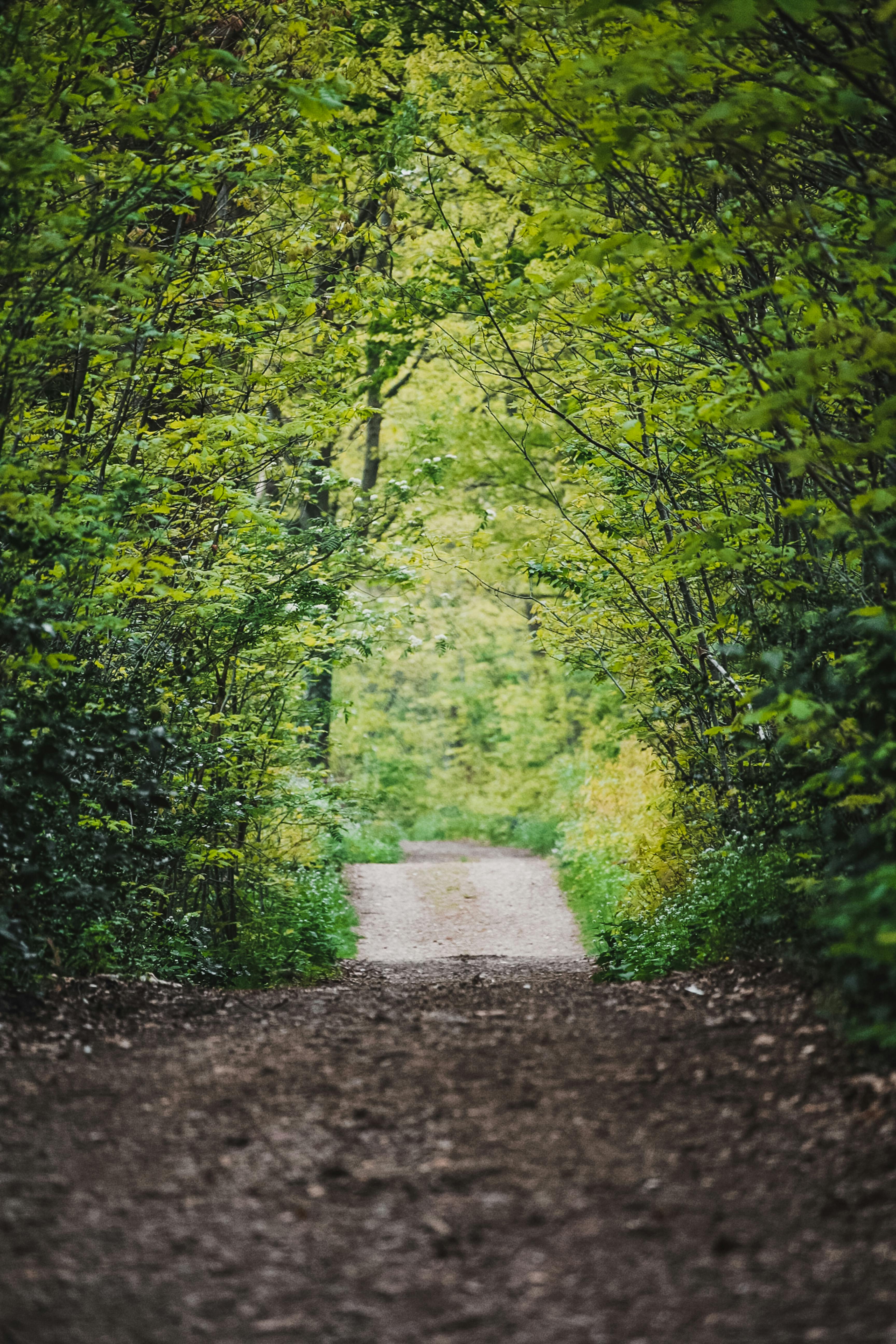 Unpaved Pathway Between Green Trees and Plants · Free Stock Photo